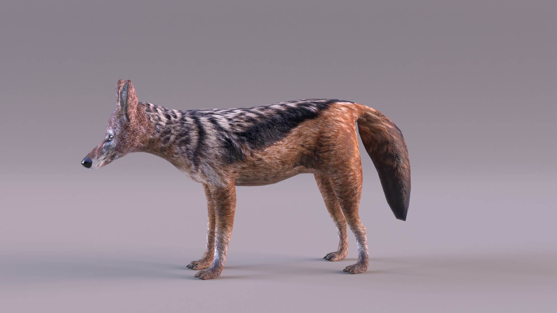 Jackal Animal - 3D Model by rmilushev
