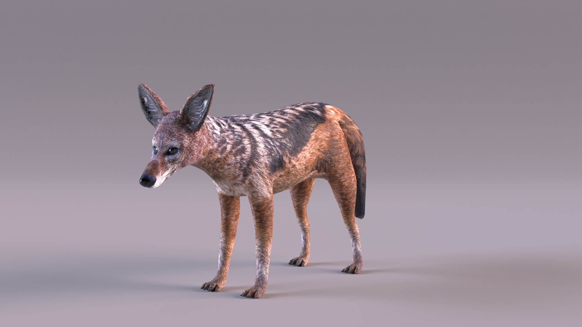 Jackal Animal - 3D Model by rmilushev