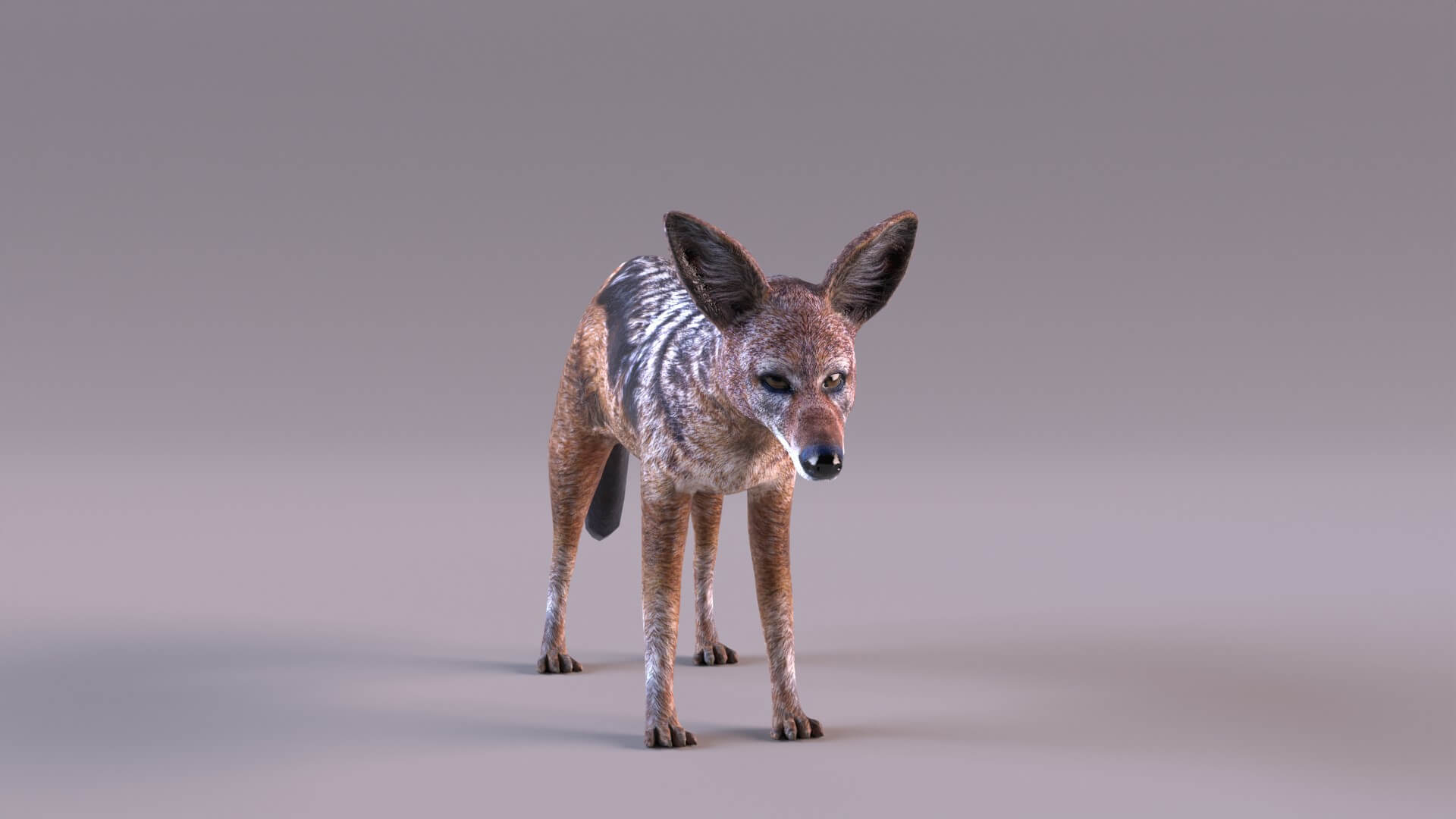 Jackal Animal - 3D Model by rmilushev