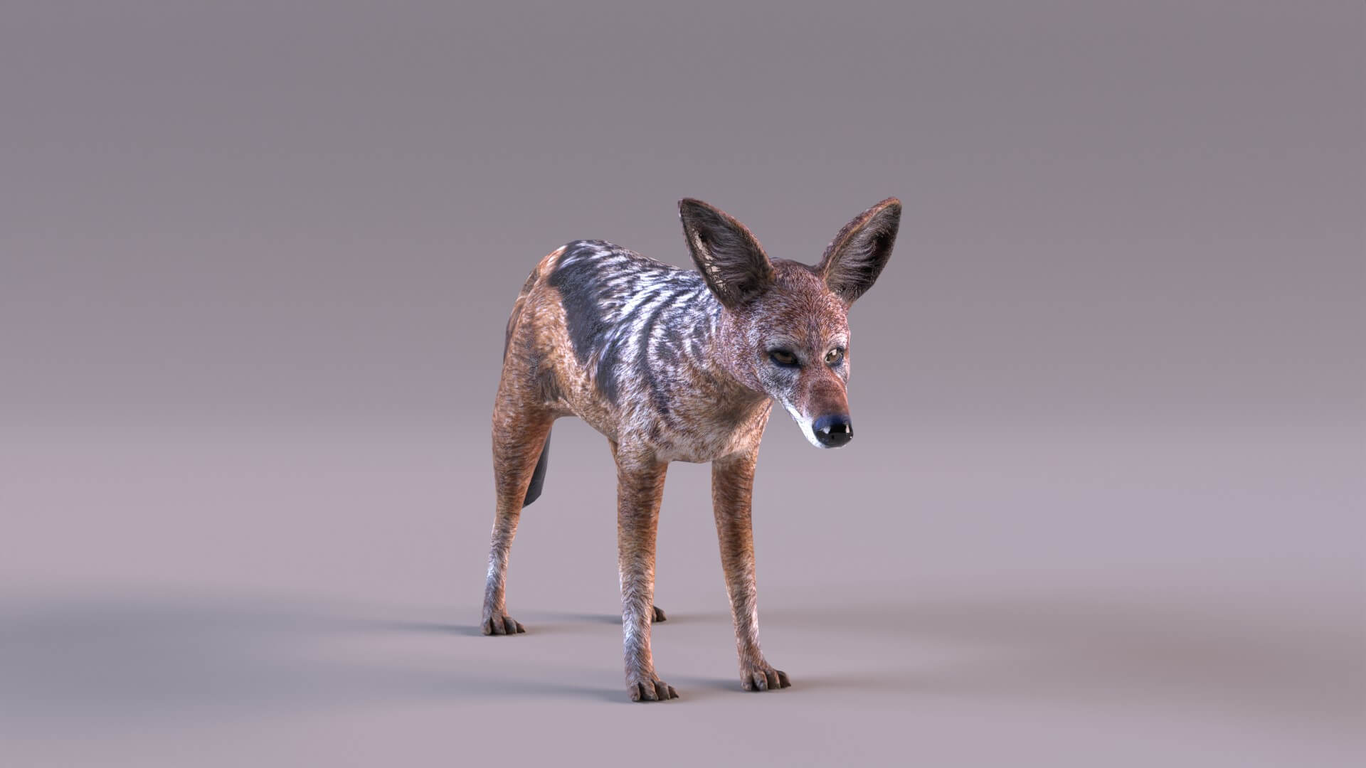 Jackal Animal - 3D Model by rmilushev