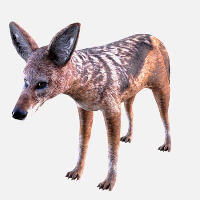 Jackal Animal - 3D Model by rmilushev
