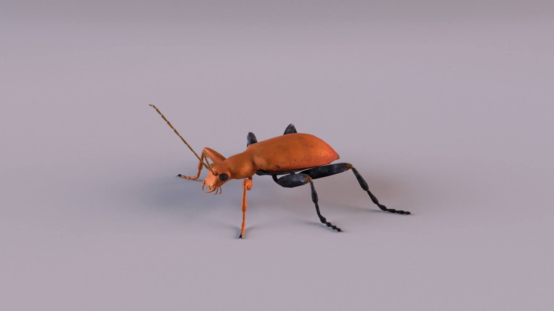 Leaf Beetle Aulacophora Indica - 3D Model by rmilushev
