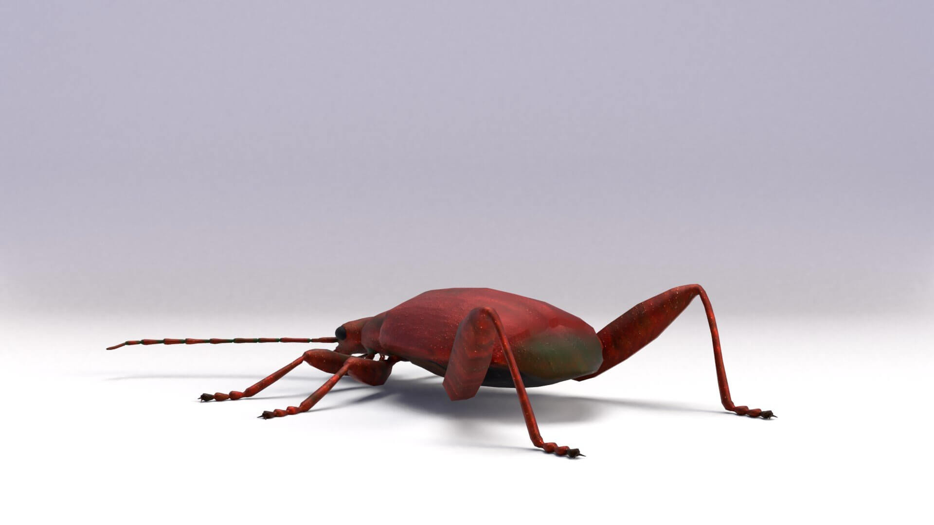 Leaf Beetle - 3D Model by rmilushev
