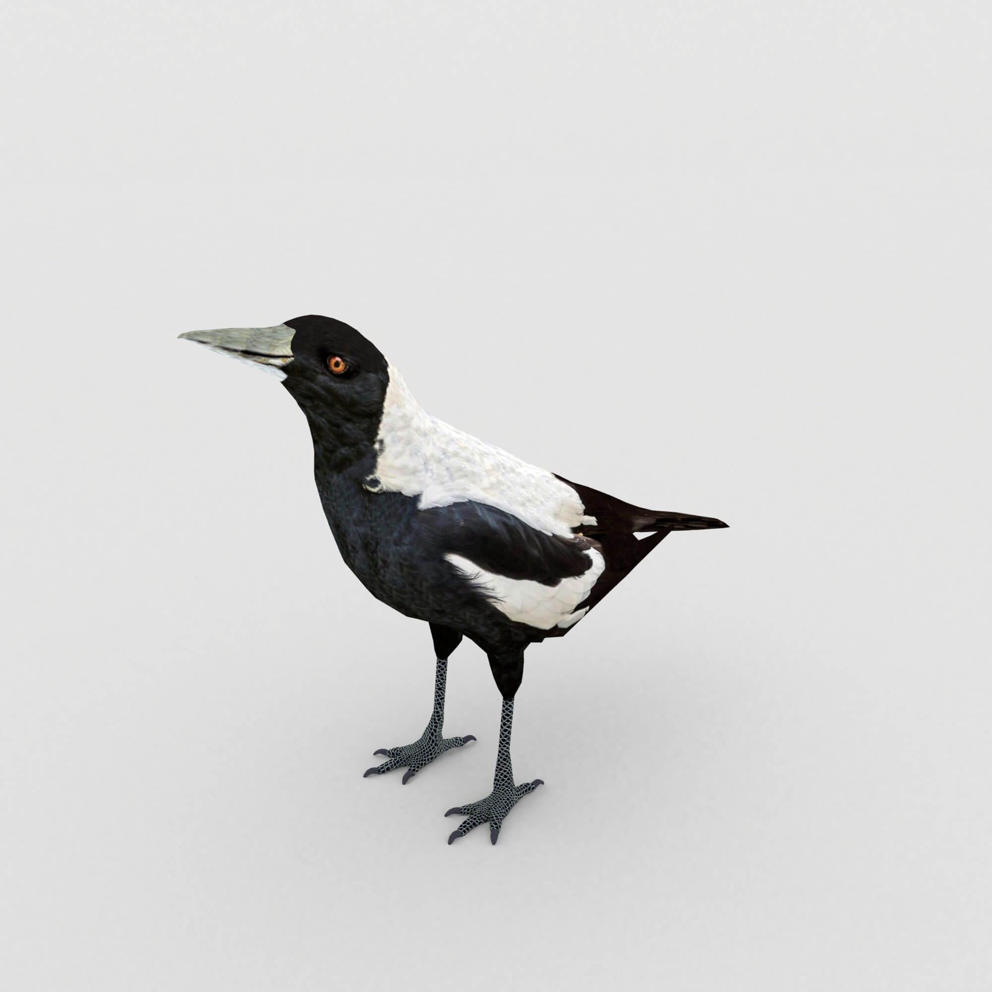 Magpie - 3D Model by rmilushev