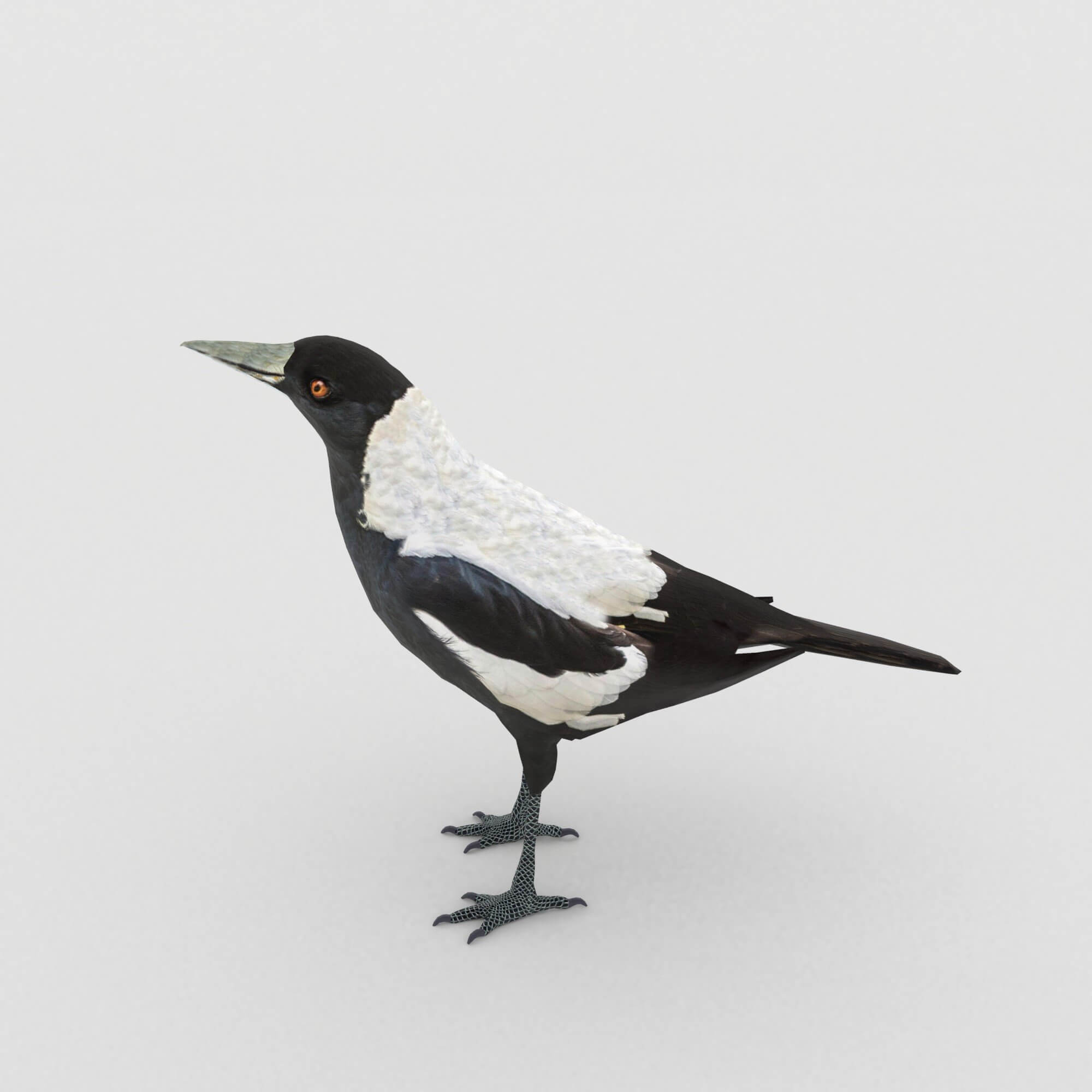 Magpie - 3D Model by rmilushev