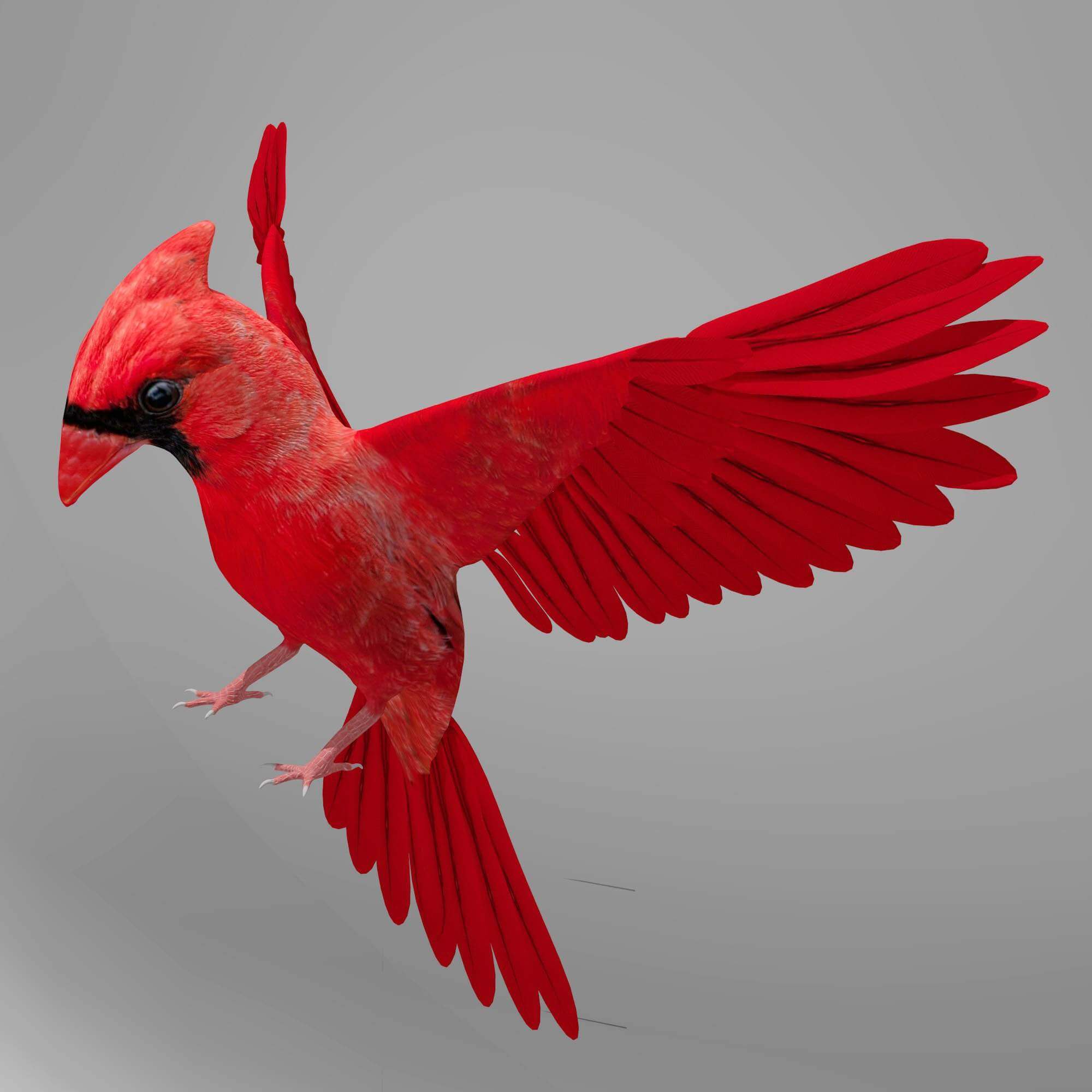 Northern Cardinal - 3D Model by rmilushev