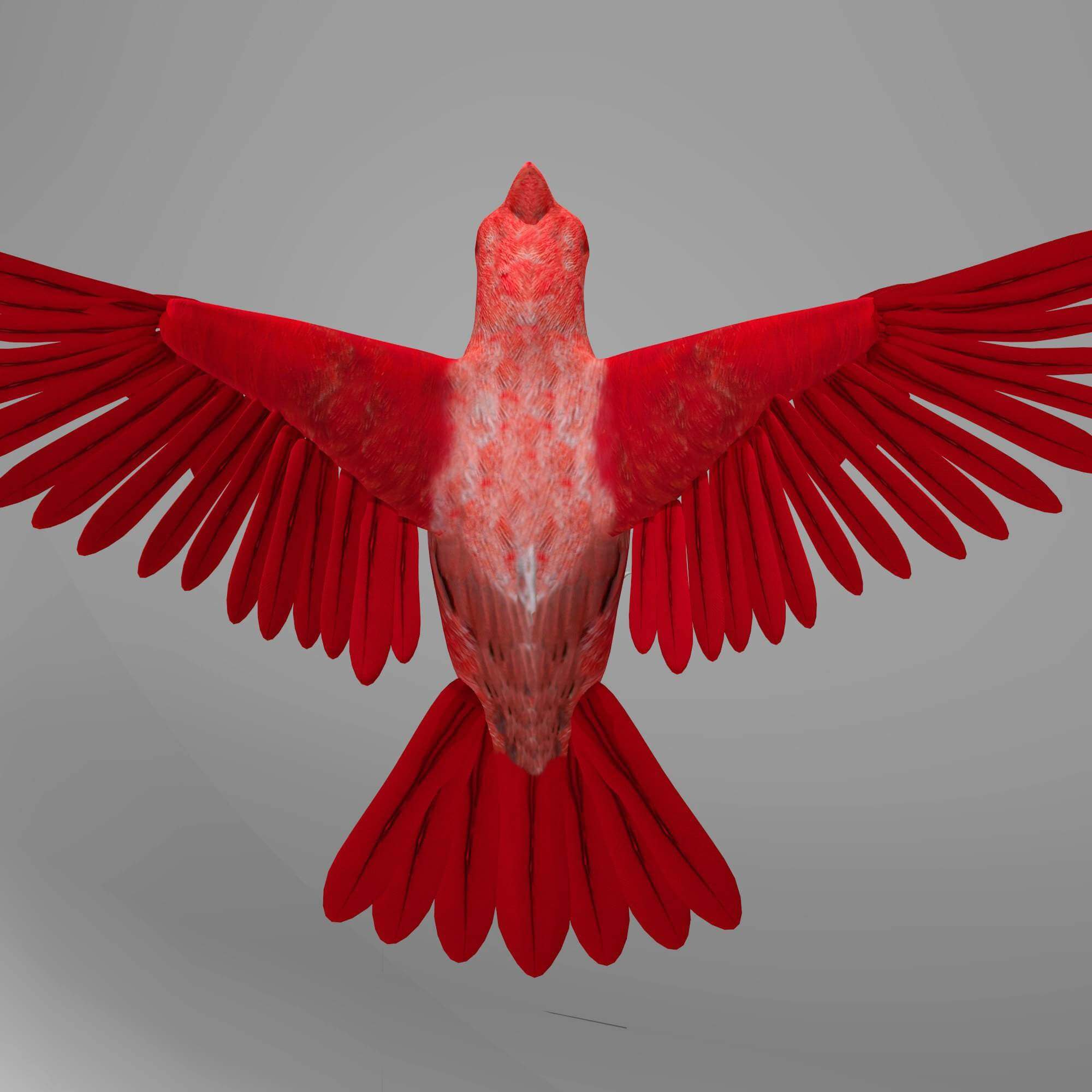 Northern Cardinal - 3D Model by rmilushev