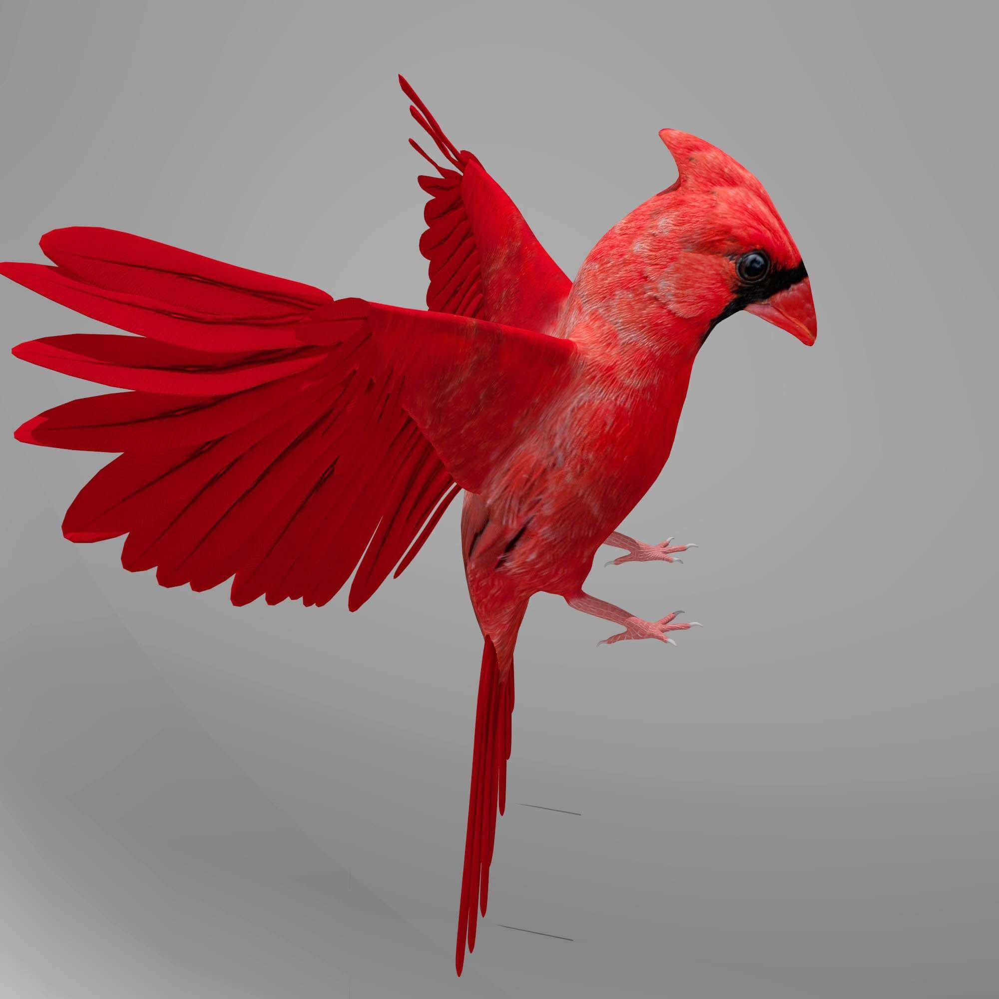 Northern Cardinal - 3D Model by rmilushev
