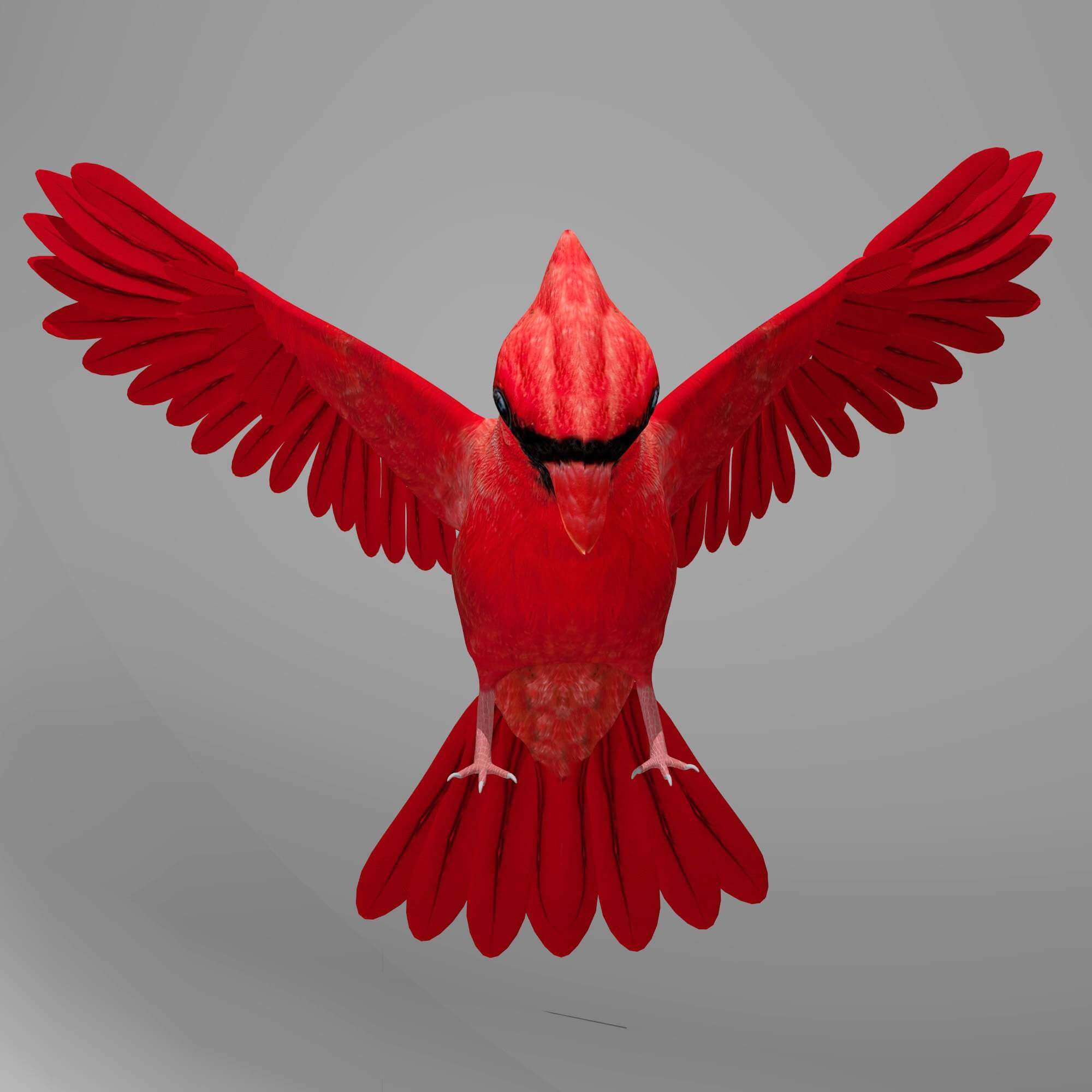 Northern Cardinal - 3D Model by rmilushev