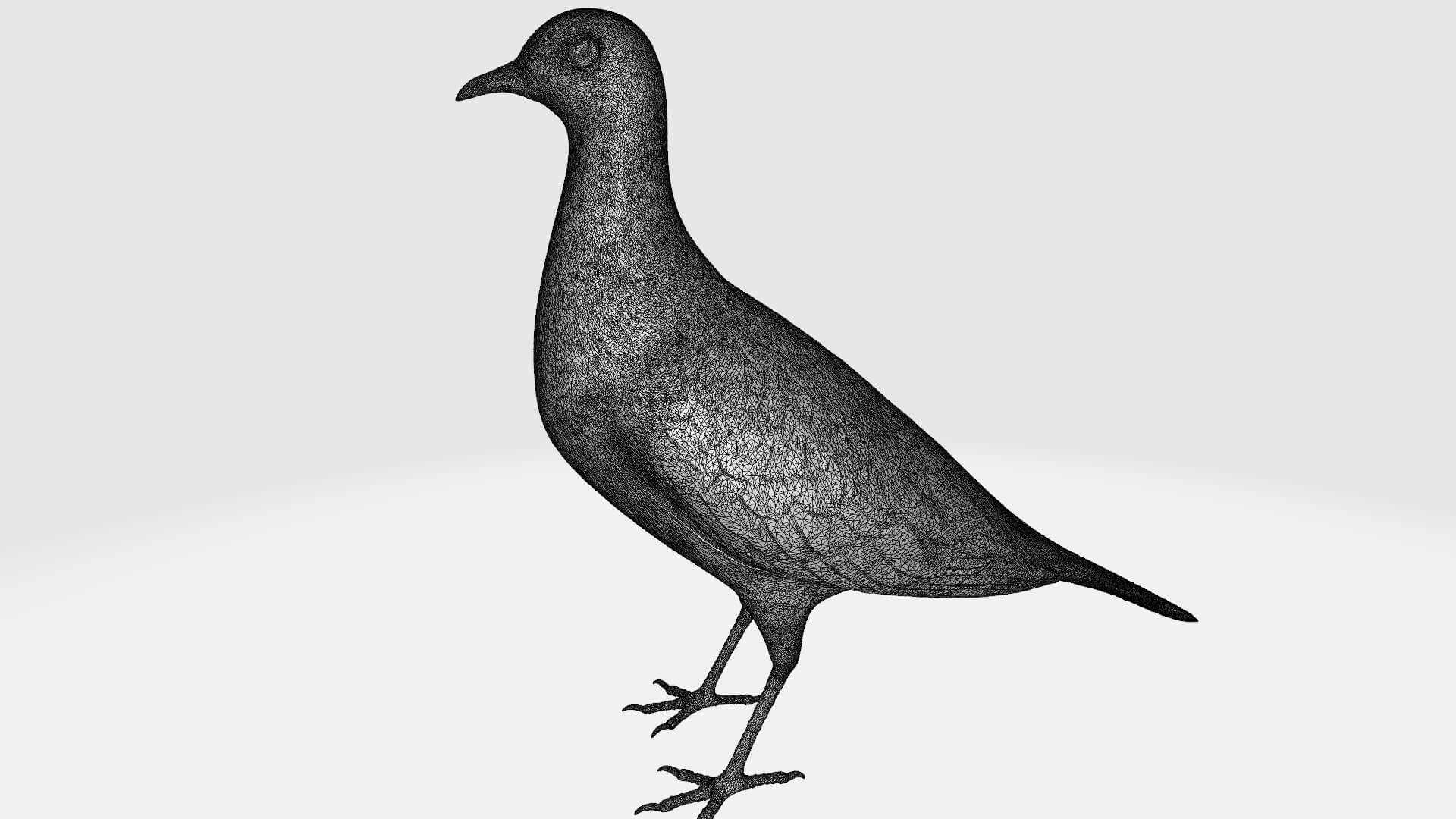 Pigeon - 3D Model by rmilushev
