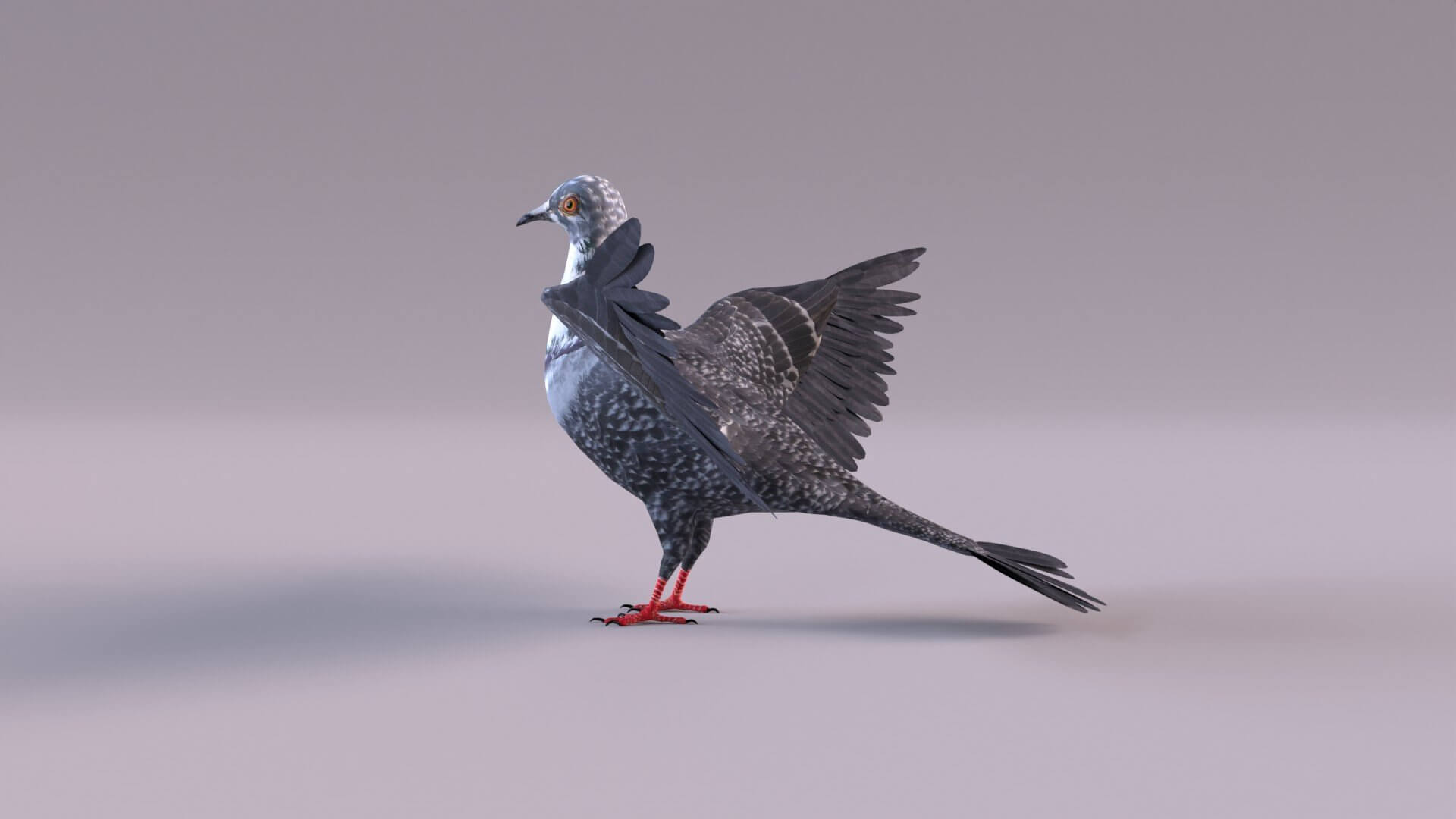 Pigeon - 3D Model by rmilushev