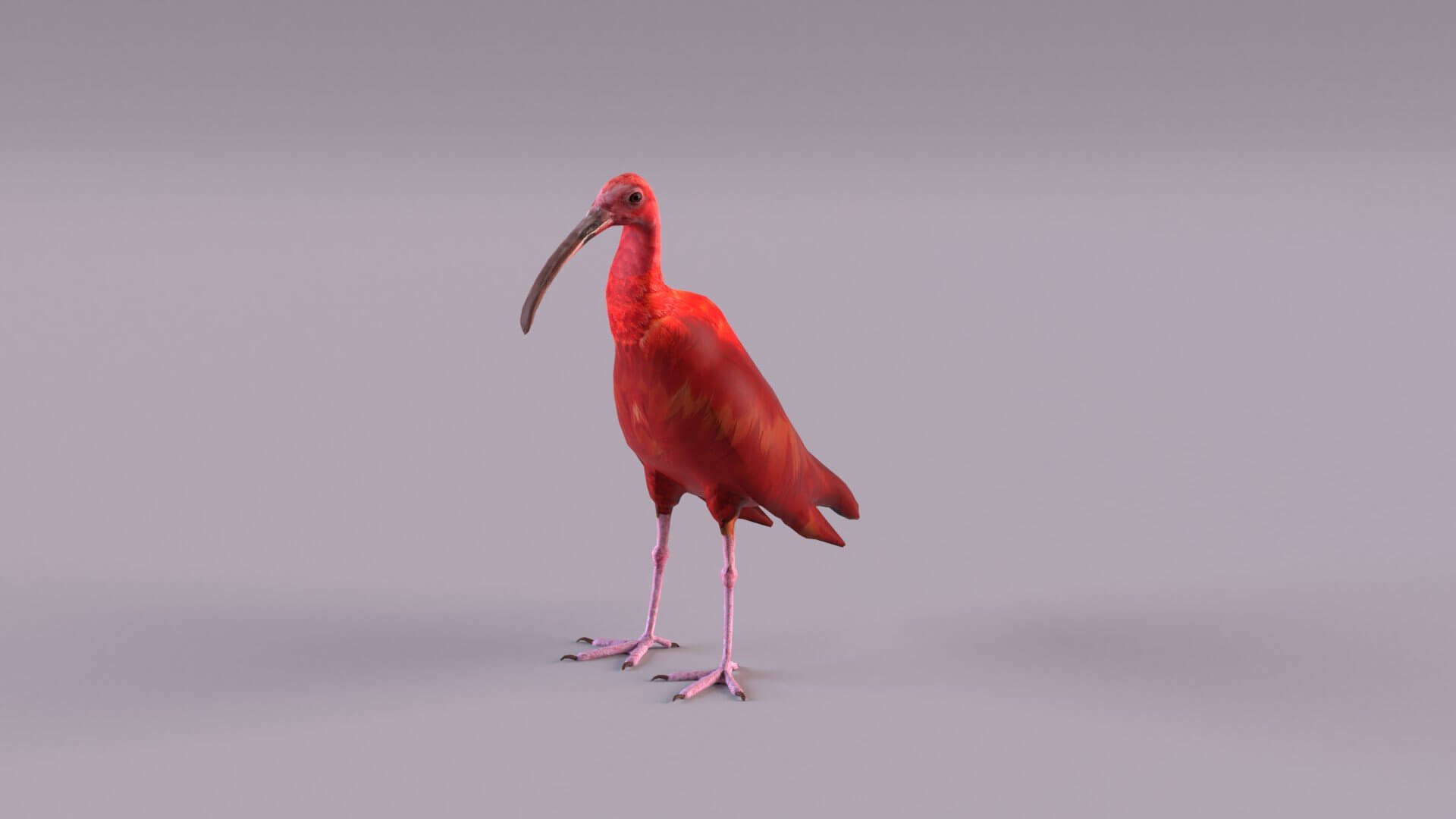 Red Ibis - 3D Model by rmilushev