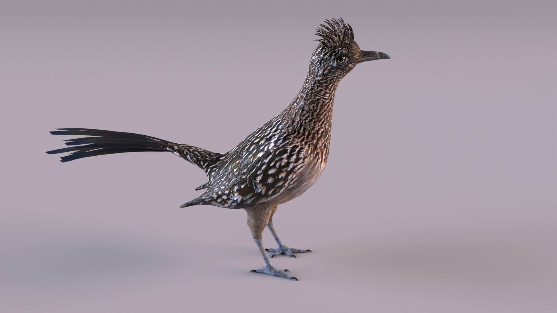 Roadrunner Bird - 3D Model by rmilushev
