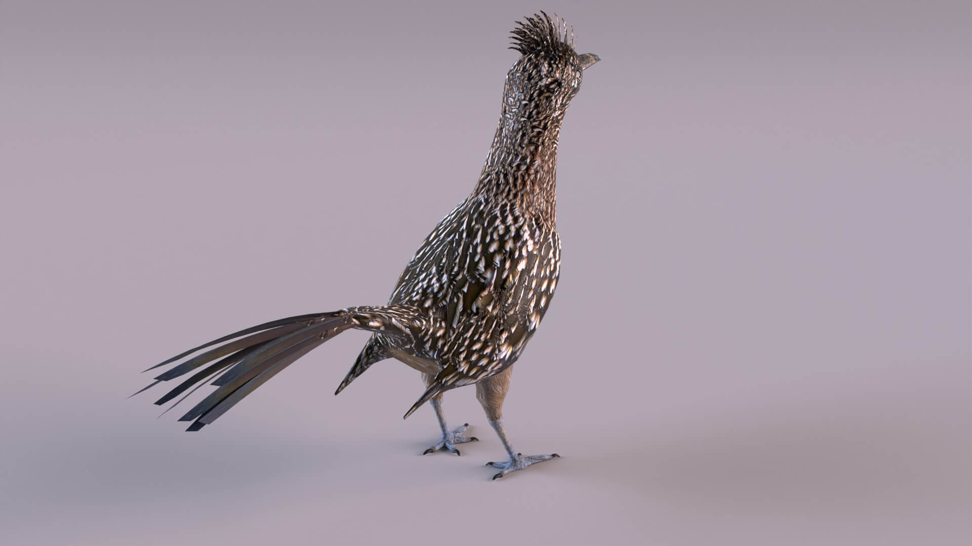 Roadrunner Bird - 3D Model by rmilushev