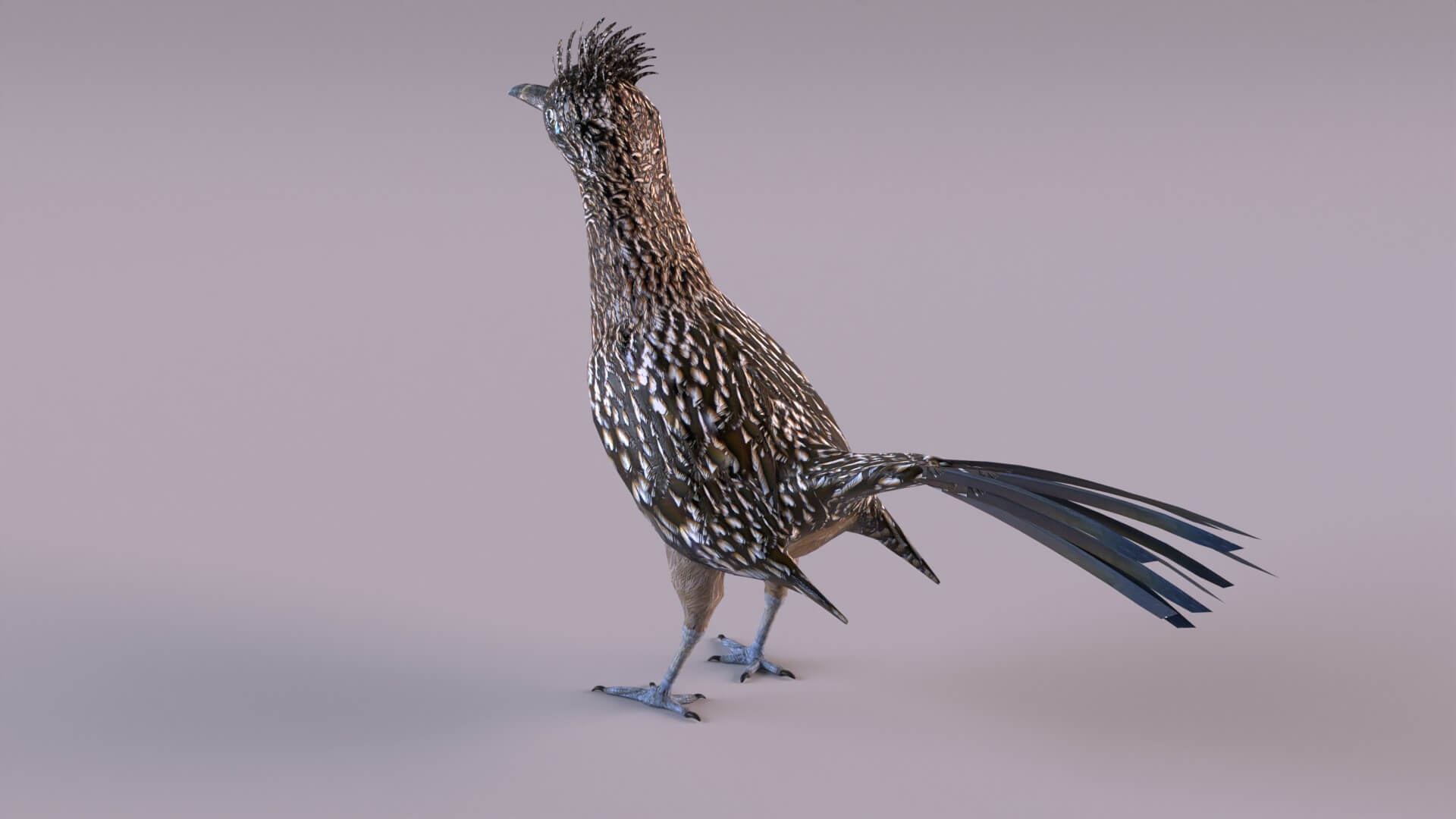 Roadrunner Bird - 3D Model by rmilushev