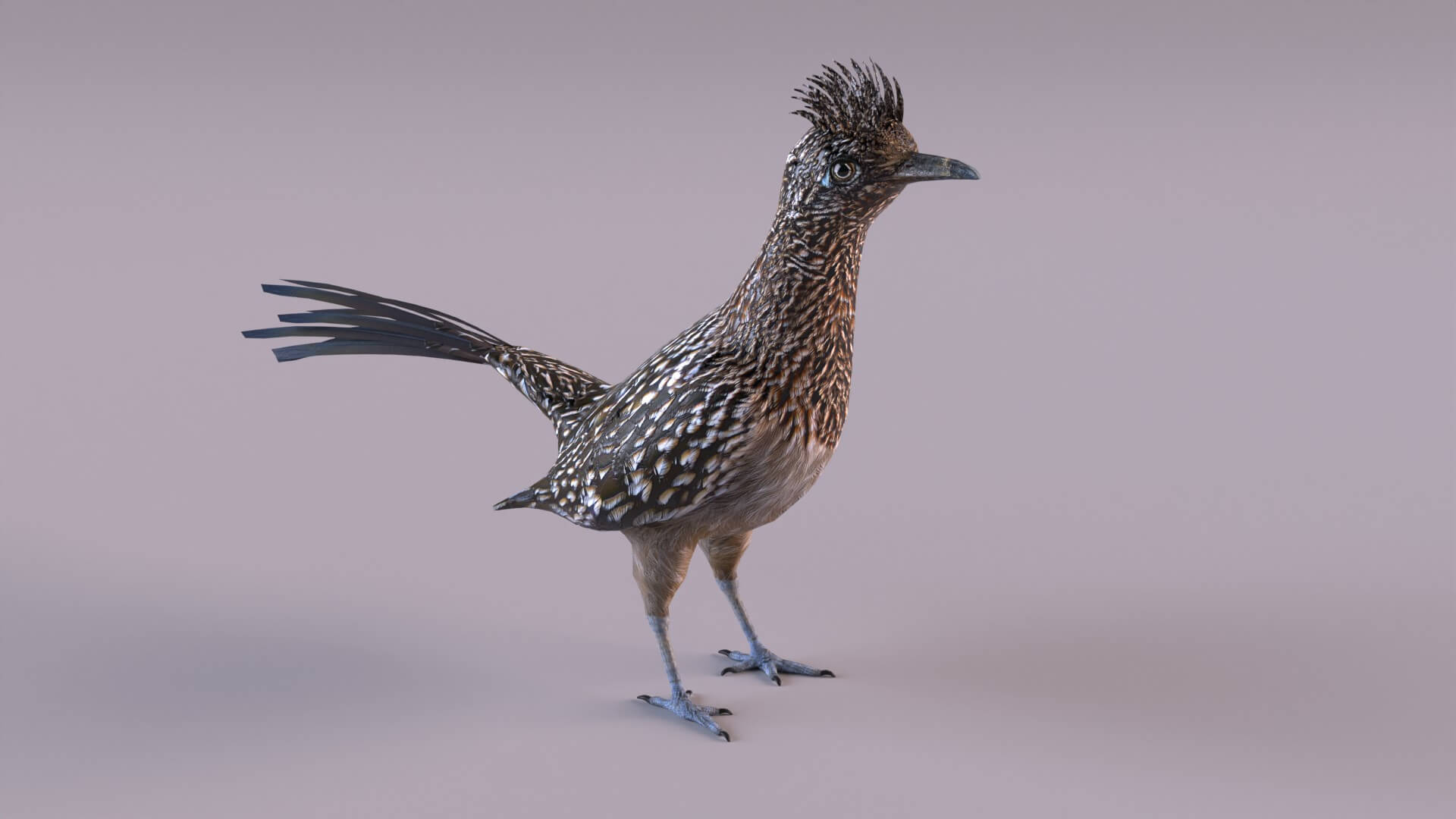 Roadrunner Bird - 3D Model by rmilushev
