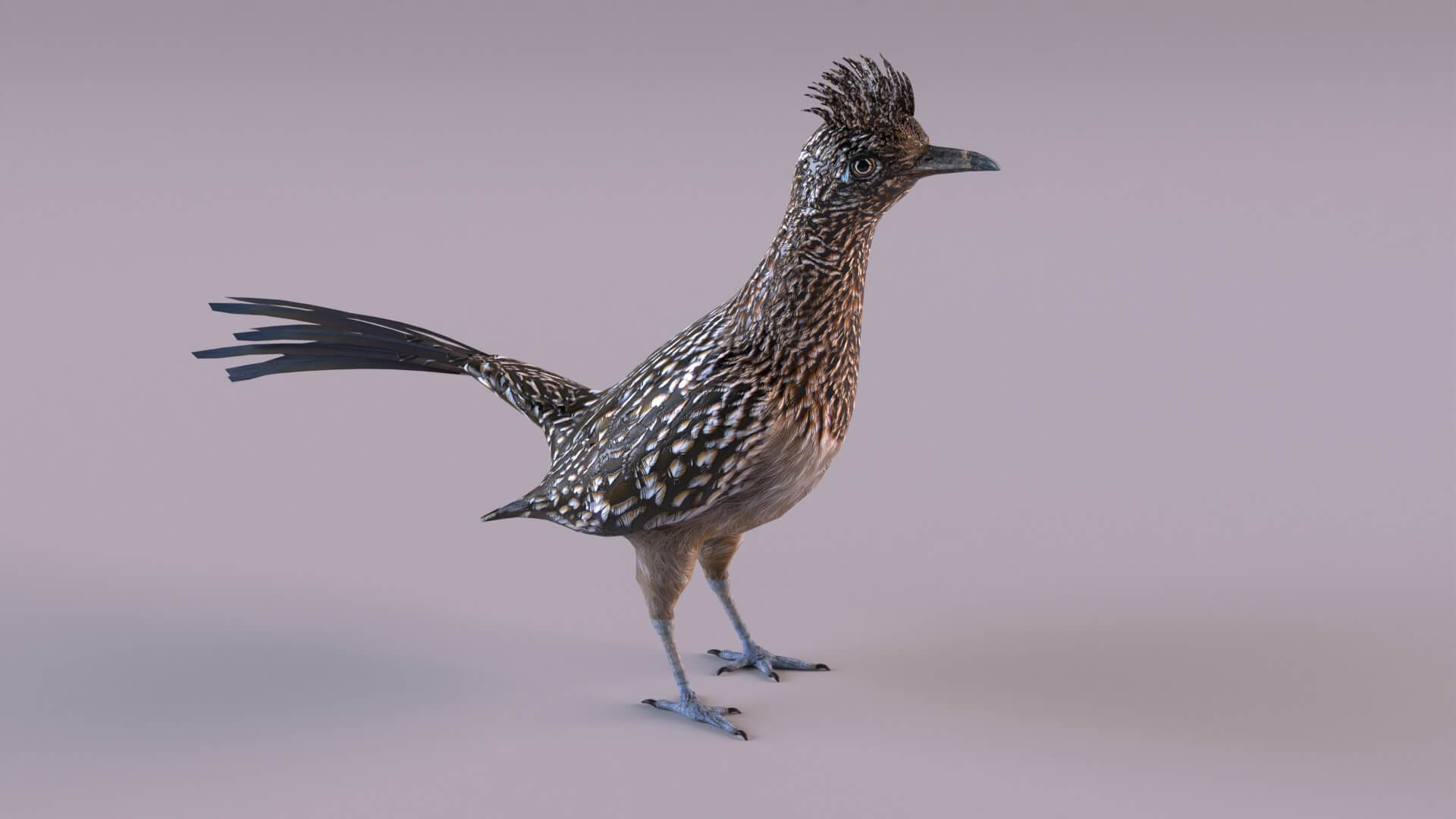 Roadrunner Bird - 3D Model by rmilushev