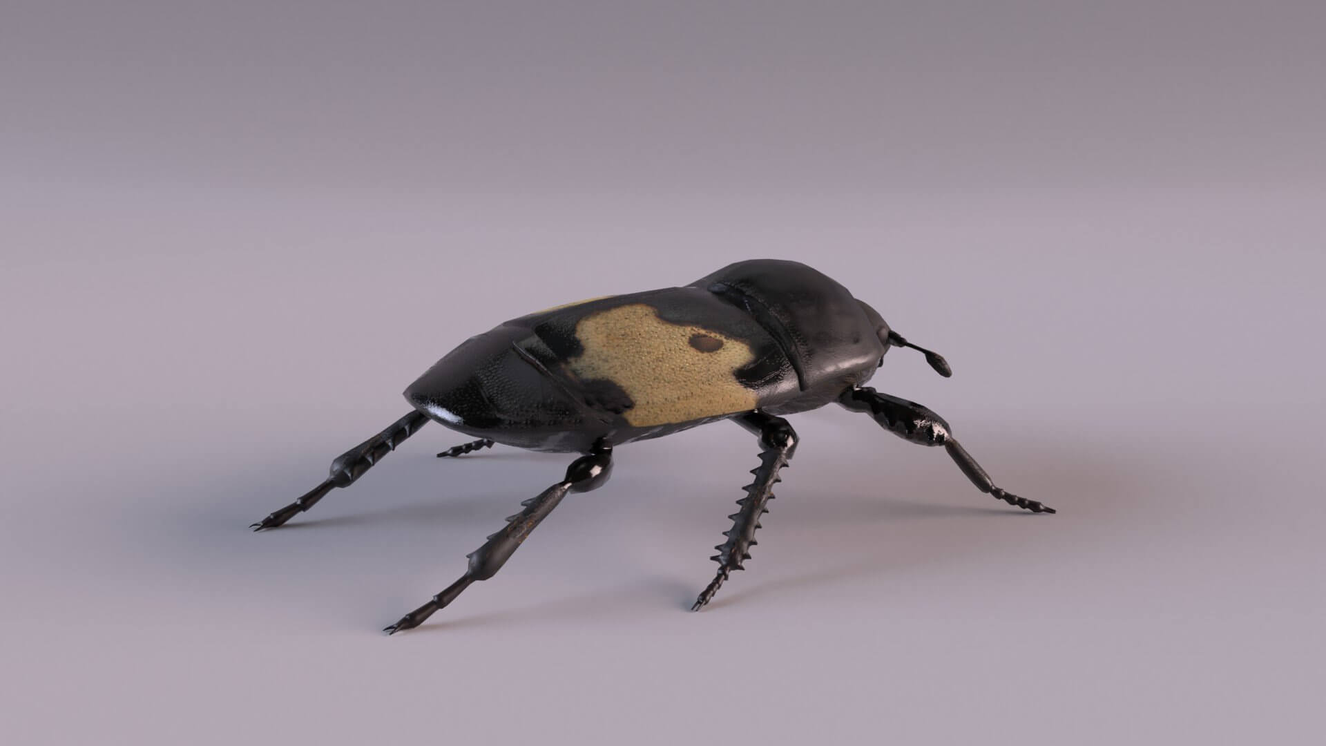 Saprinus Interruptus Beetle - 3D Model by rmilushev