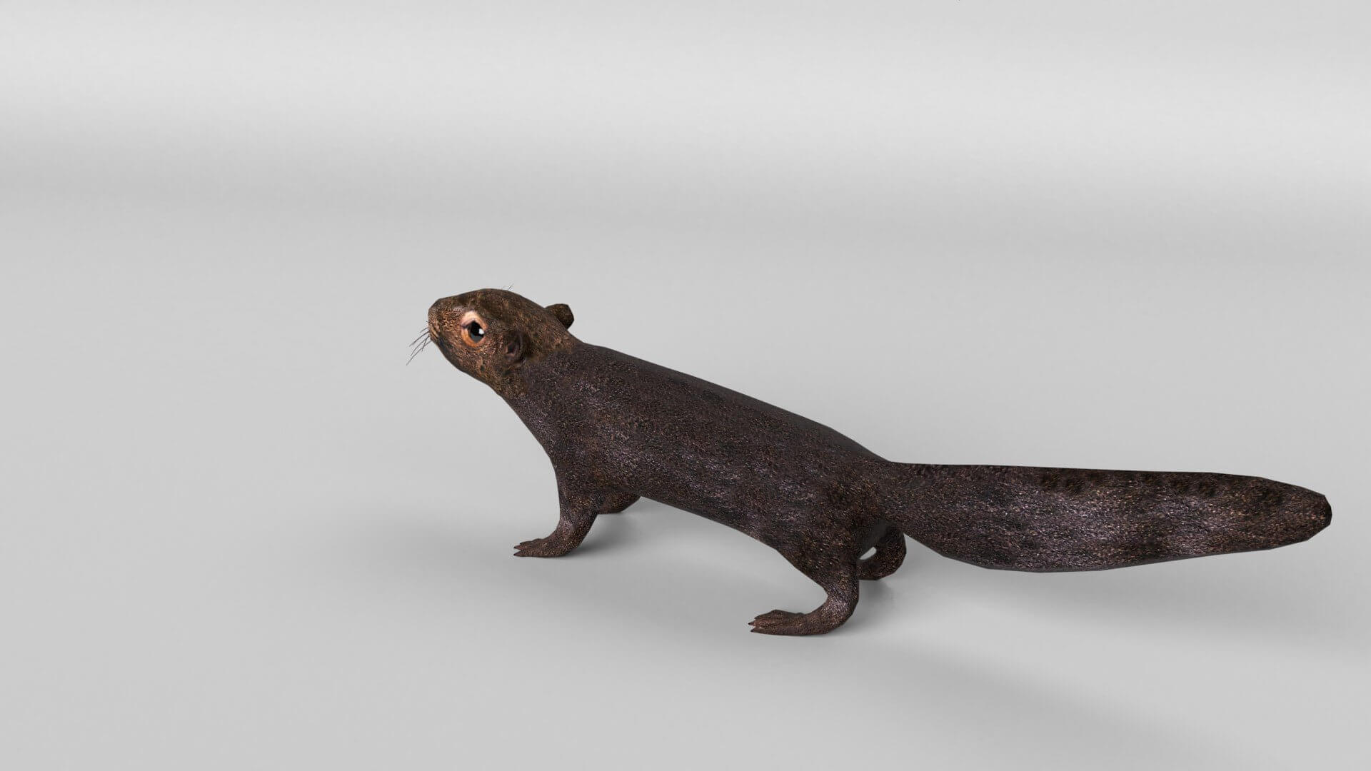 Squirrel - 3D Model by rmilushev