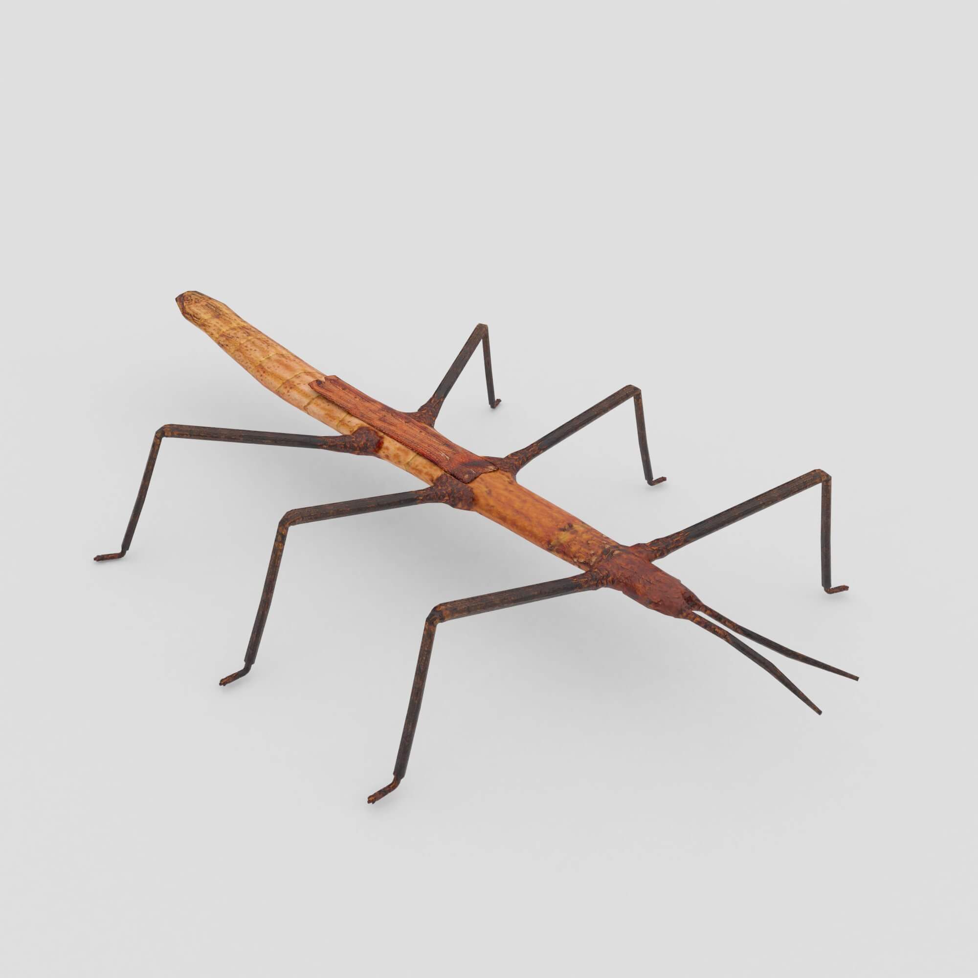 Stick Insect 3d Model By Rmilushev