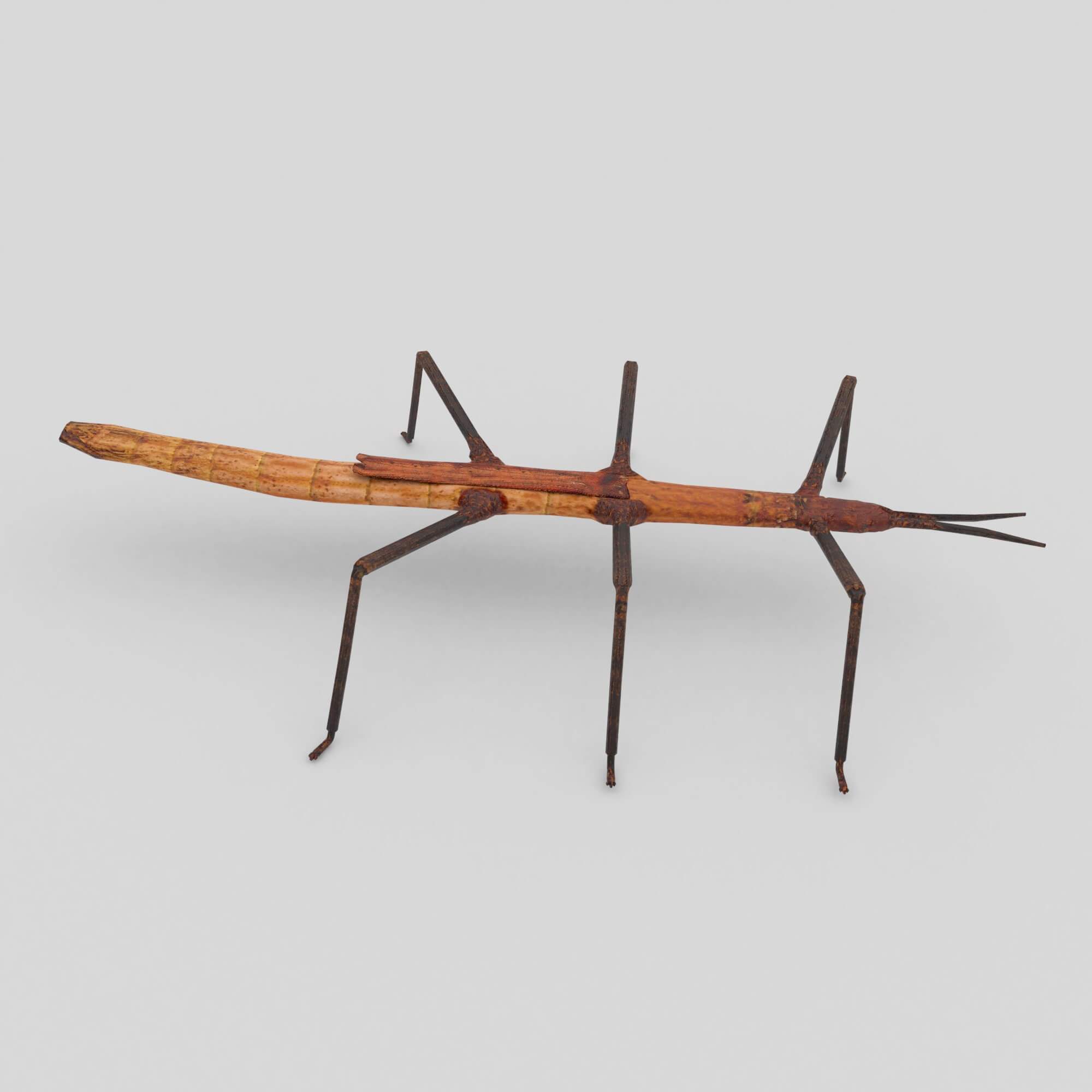 Stick Insect - 3D Model by rmilushev