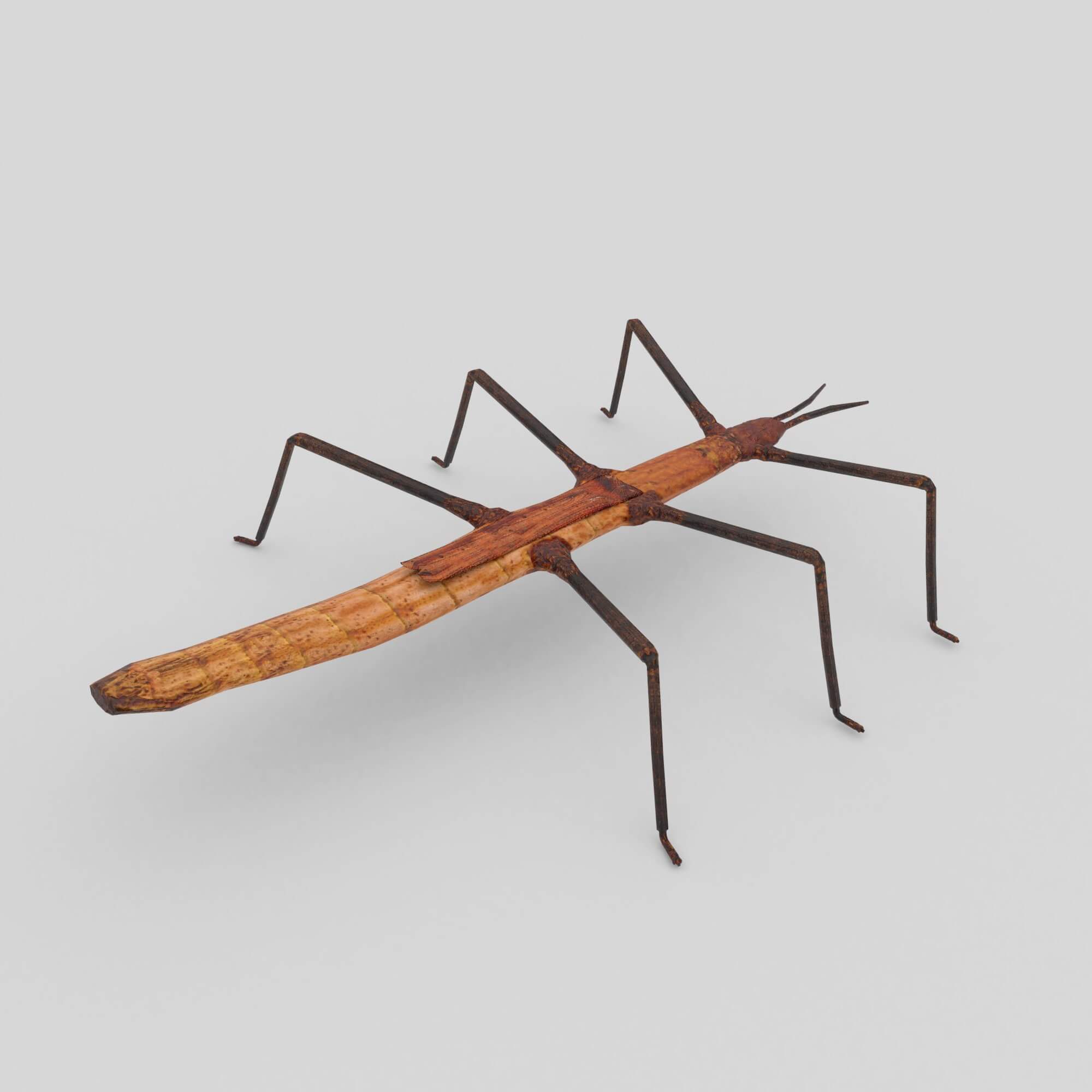 Stick Insect - 3D Model by rmilushev
