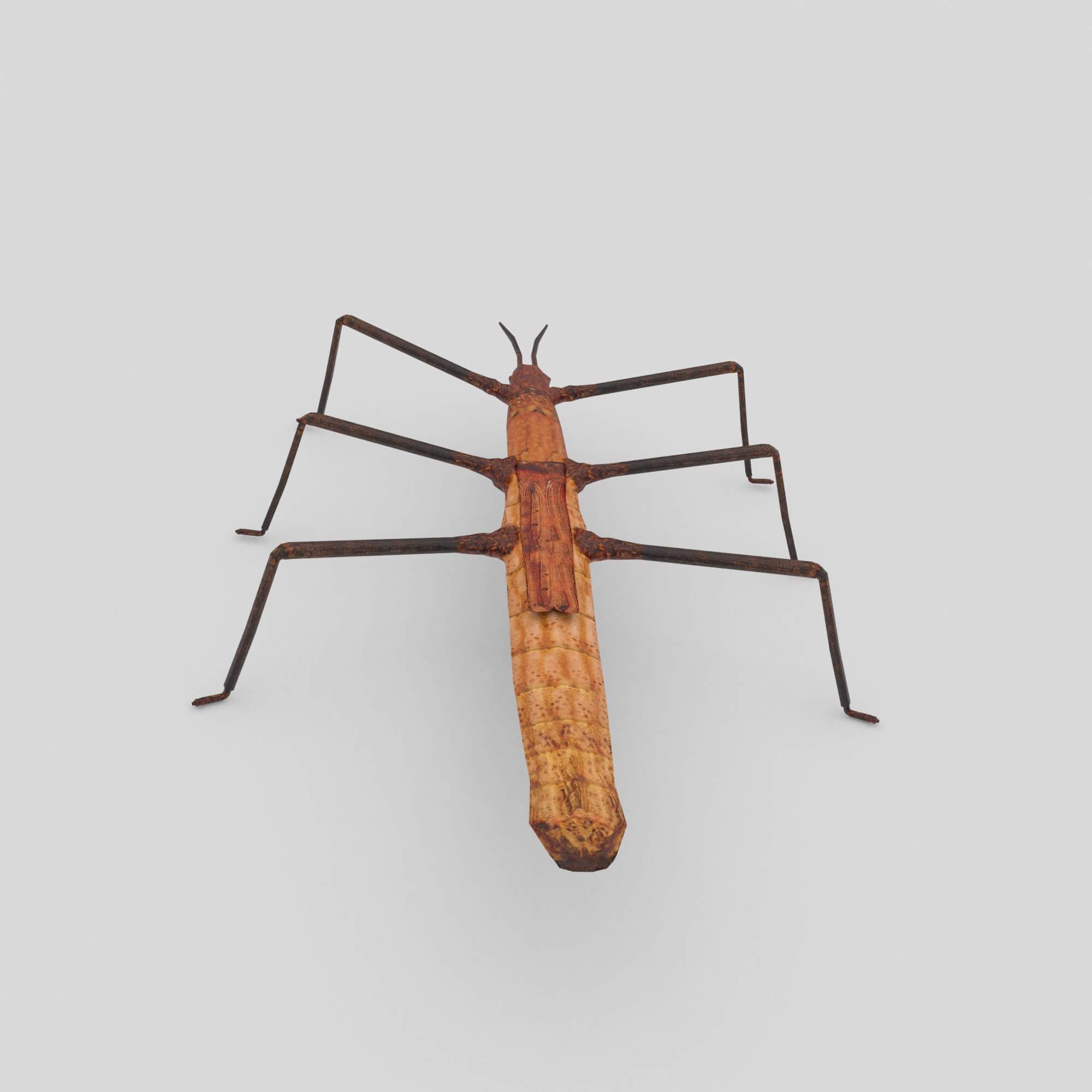 Stick Insect - 3D Model by rmilushev