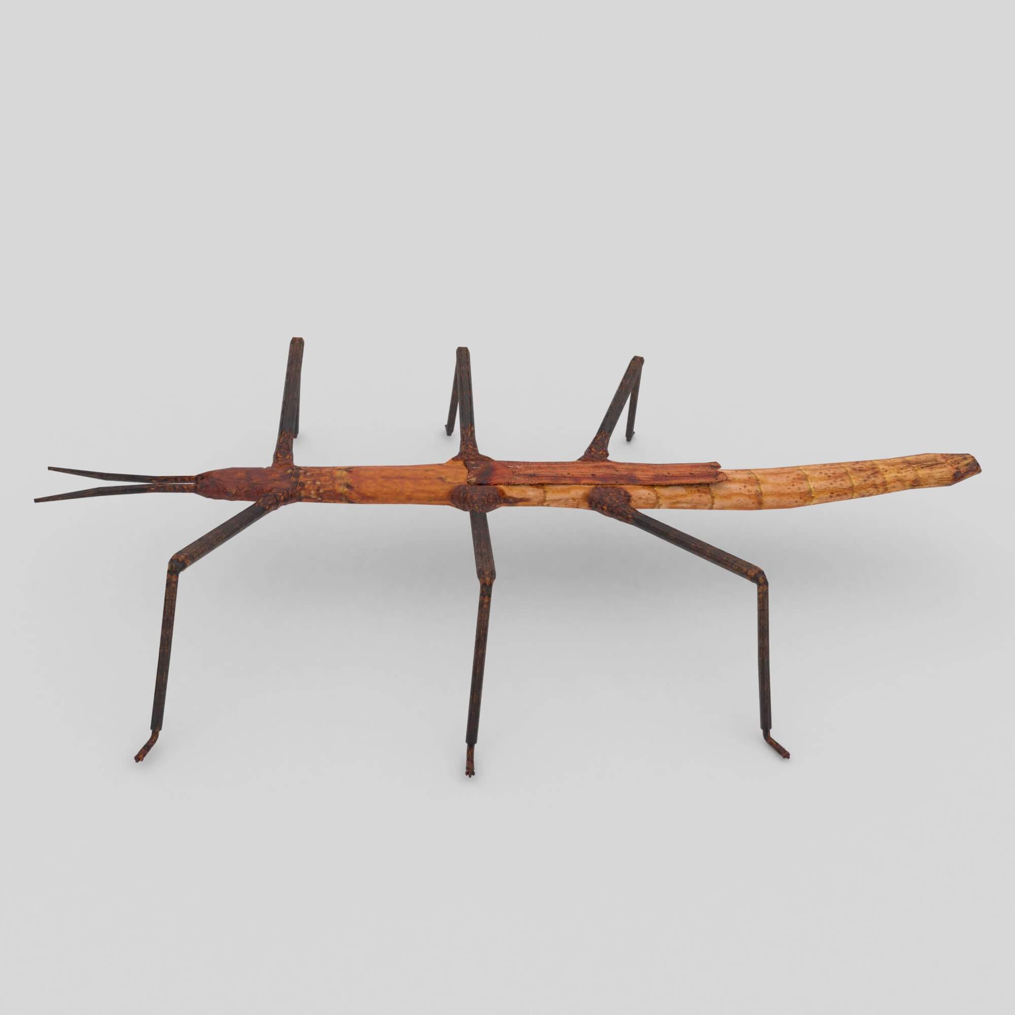 Stick Insect - 3D Model by rmilushev