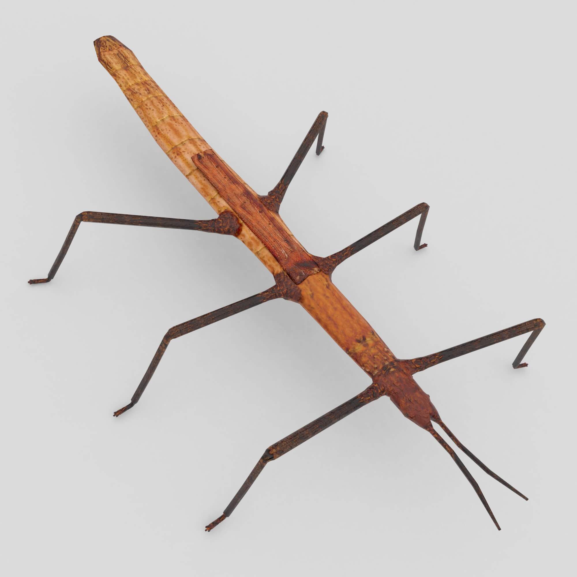 Stick Insect - 3D Model by rmilushev