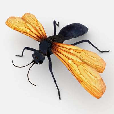 Tarantula Hawk - 3D Model by rmilushev