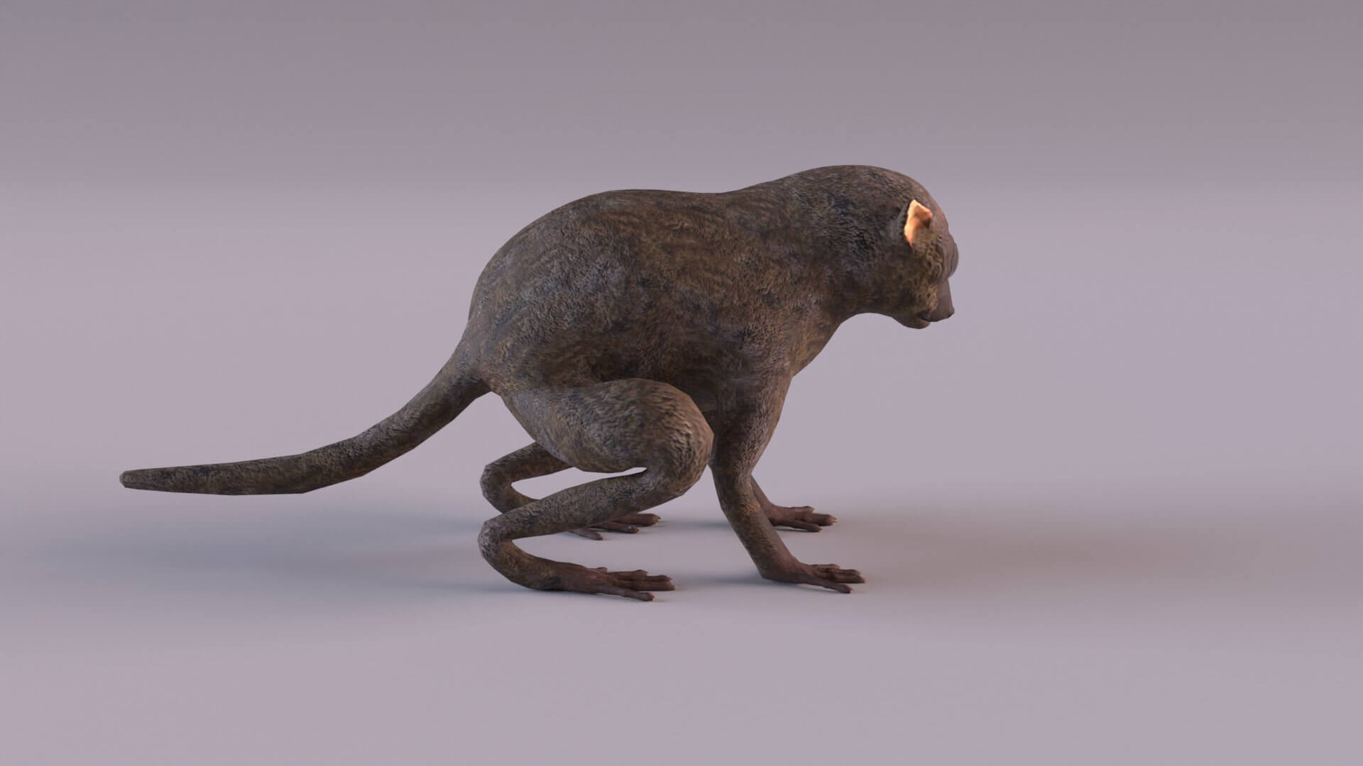 Tarsier - 3D Model by rmilushev