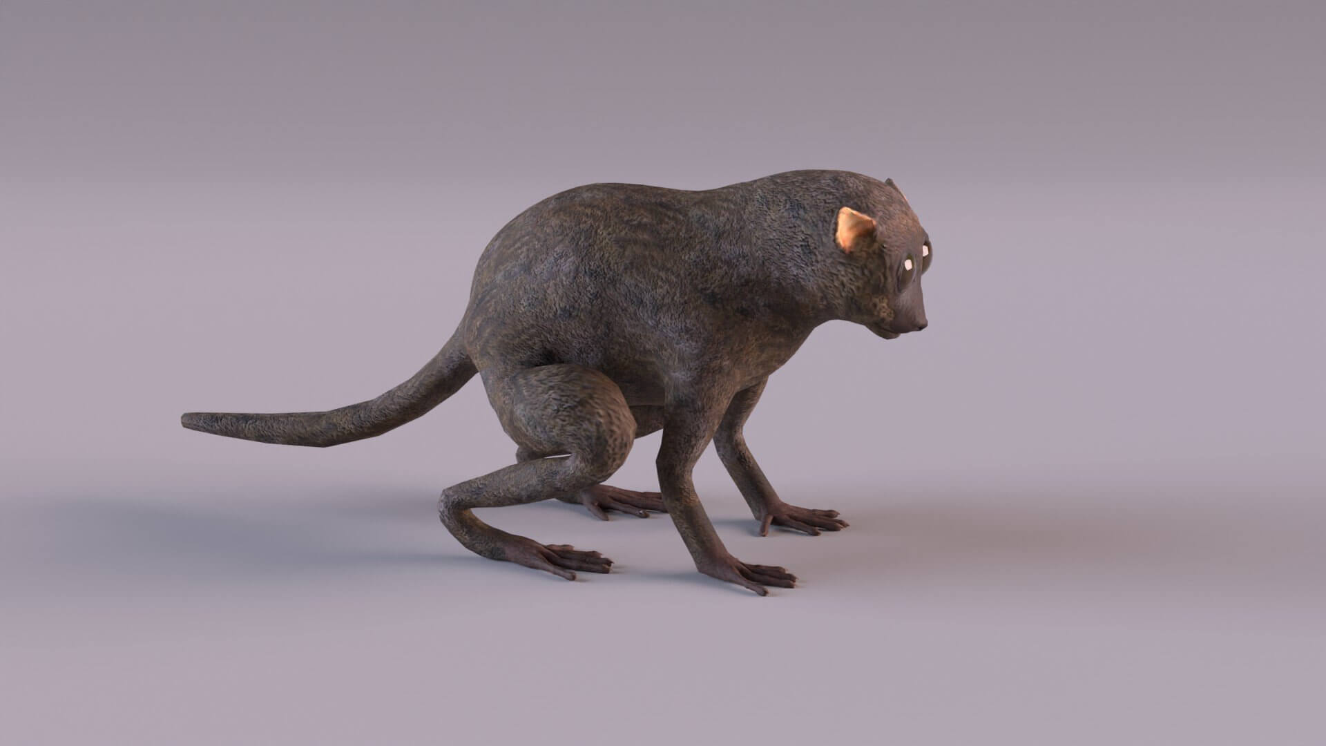 Tarsier - 3D Model by rmilushev