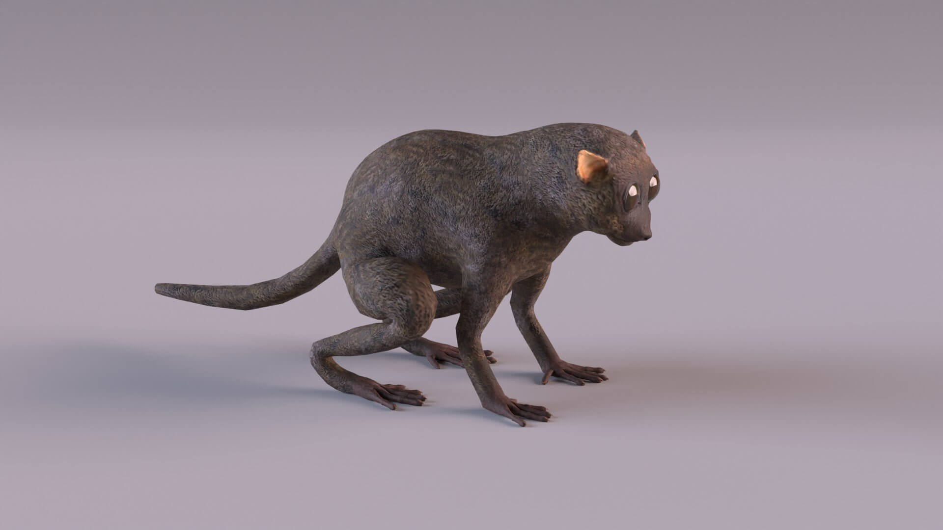 Tarsier - 3D Model by rmilushev