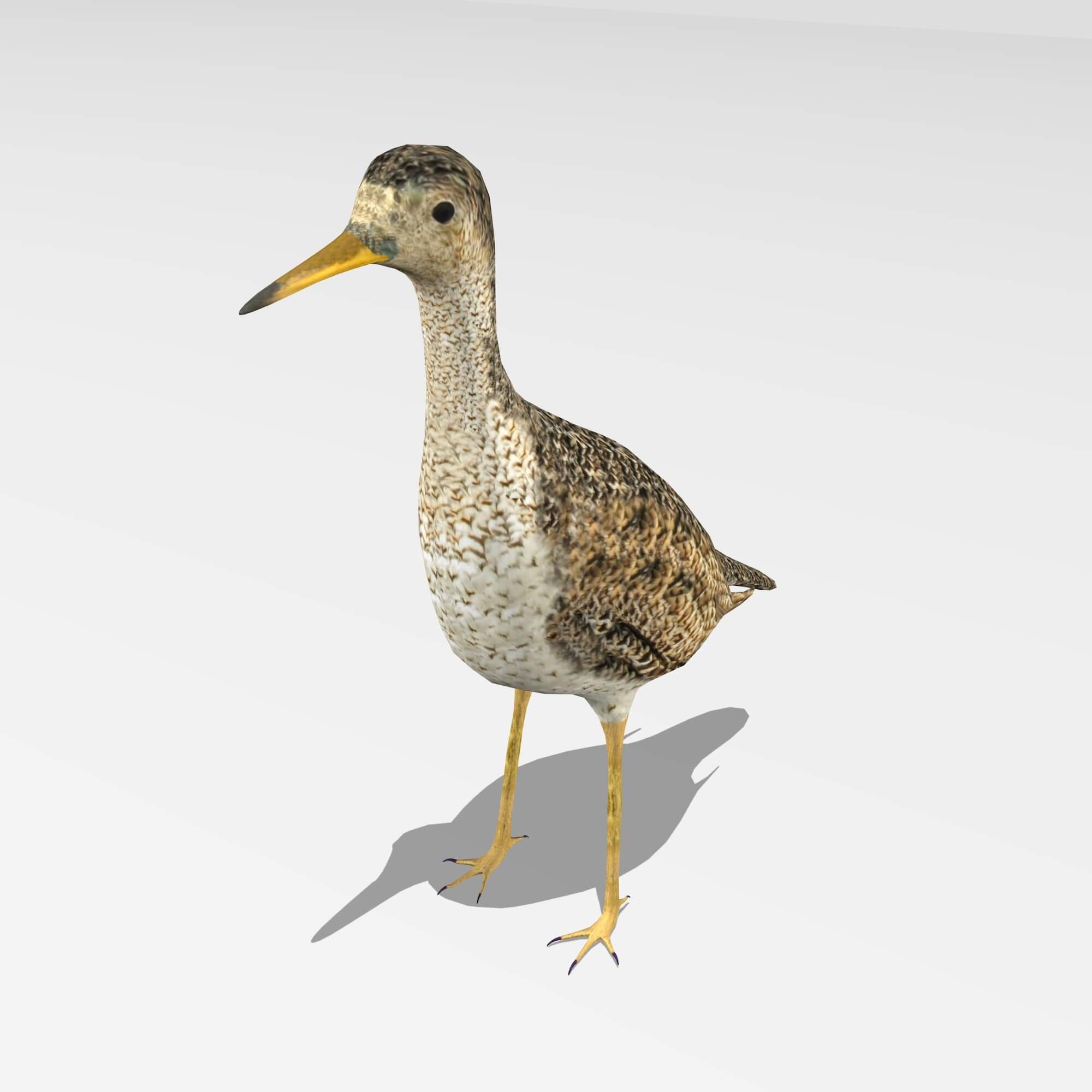 Upland Sandpiper - 3D Model by rmilushev