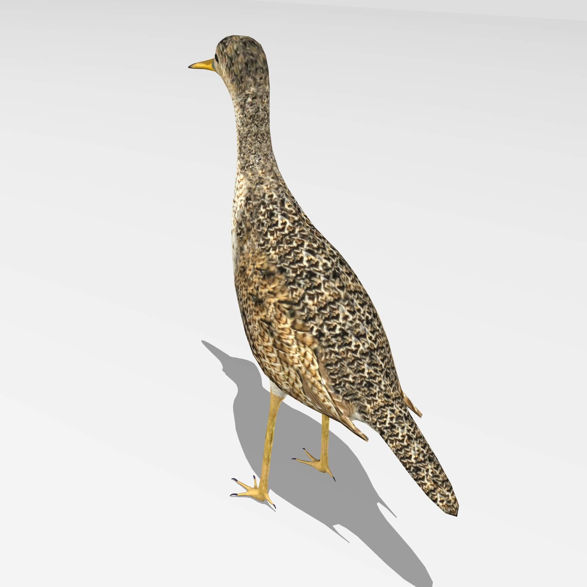Upland Sandpiper - 3D Model by rmilushev
