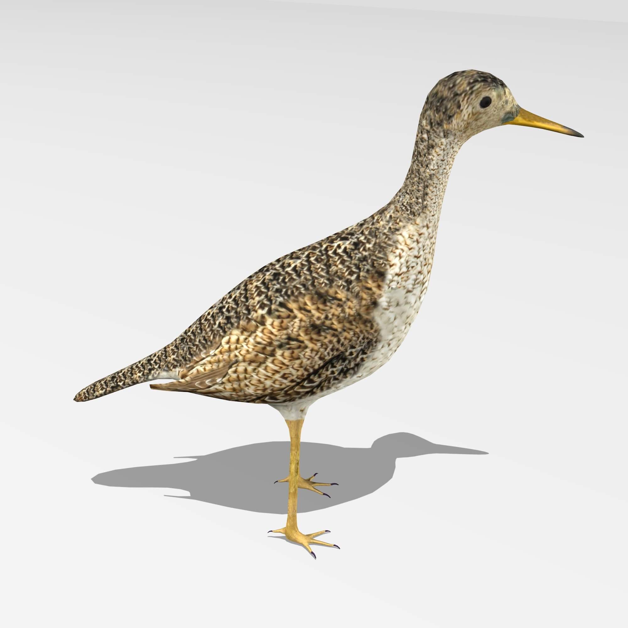 Upland Sandpiper - 3D Model by rmilushev