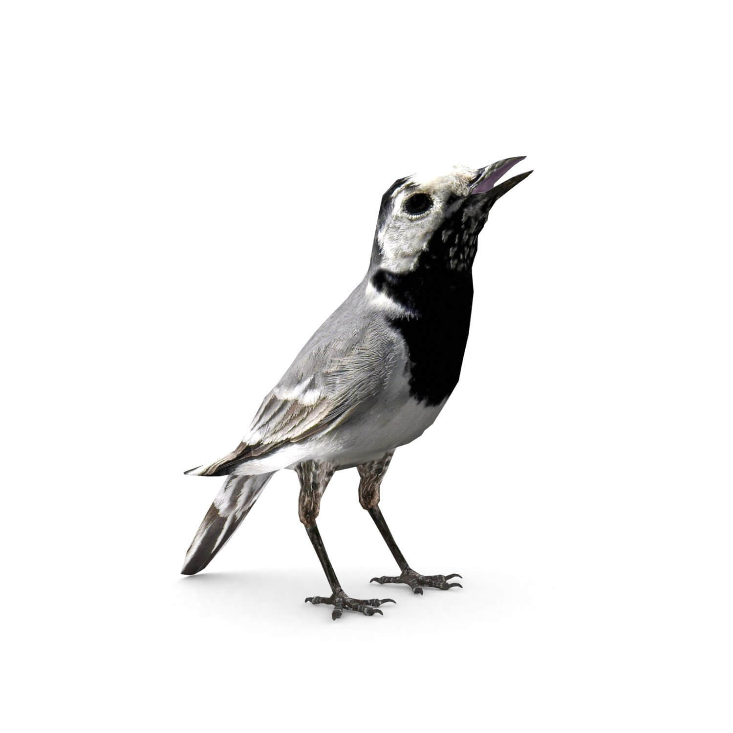 White Wagtail - 3D Model by rmilushev