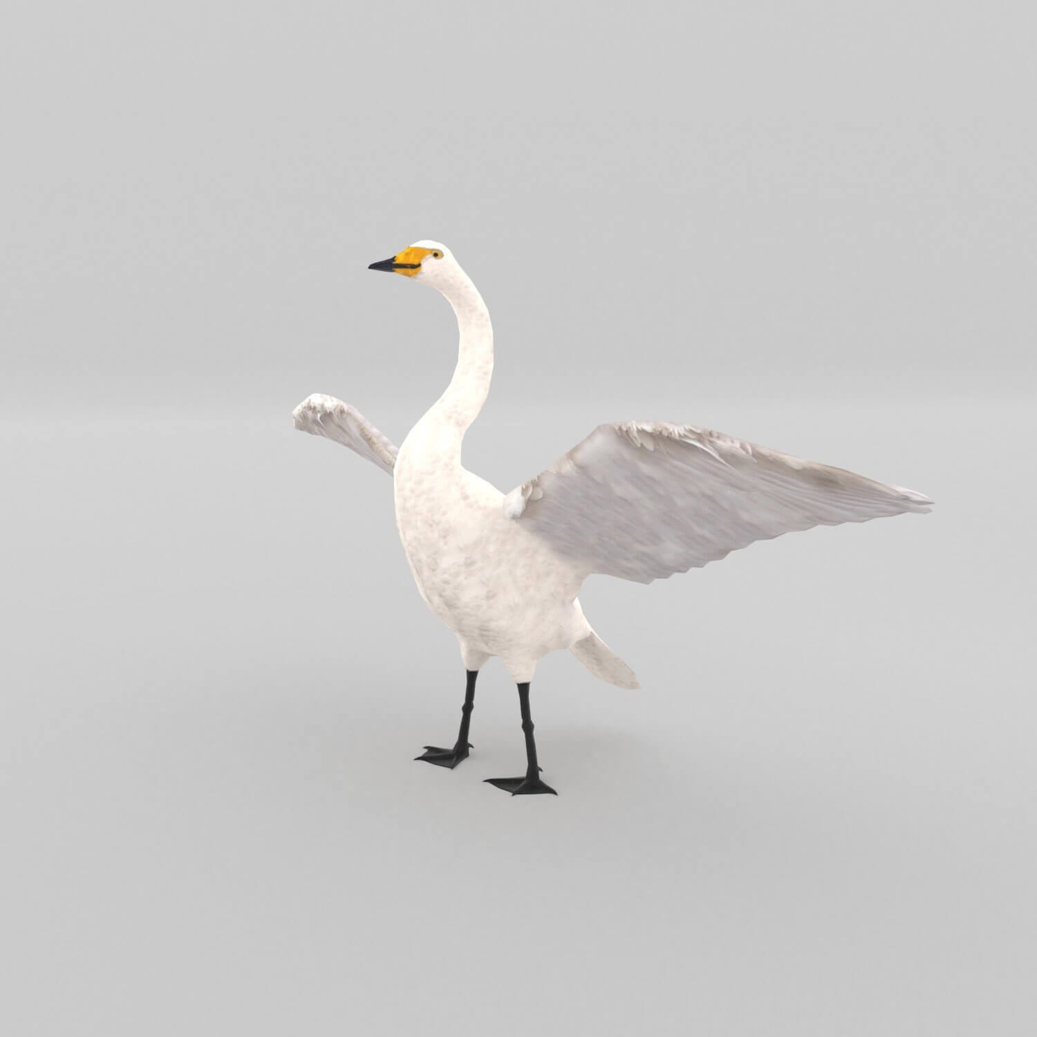Whooper Swan - 3D Model by rmilushev