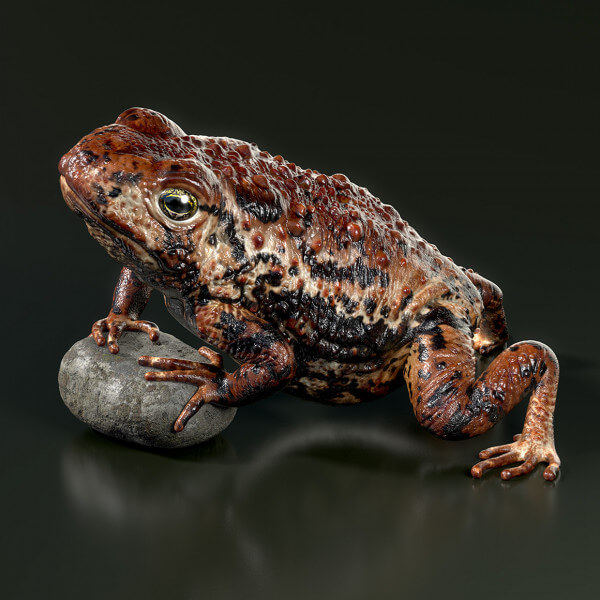 3D Art Gallery by RodaNa at RenderHub