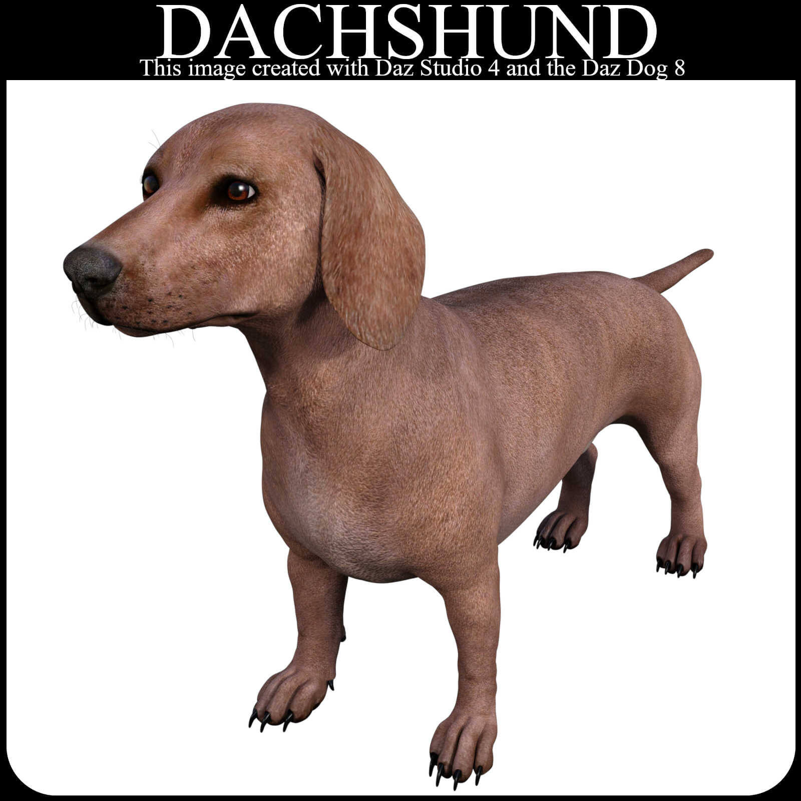 Dachshund Lovers Poses for Dachshund Breed (Daz Dog 8) - Daz Content by ...