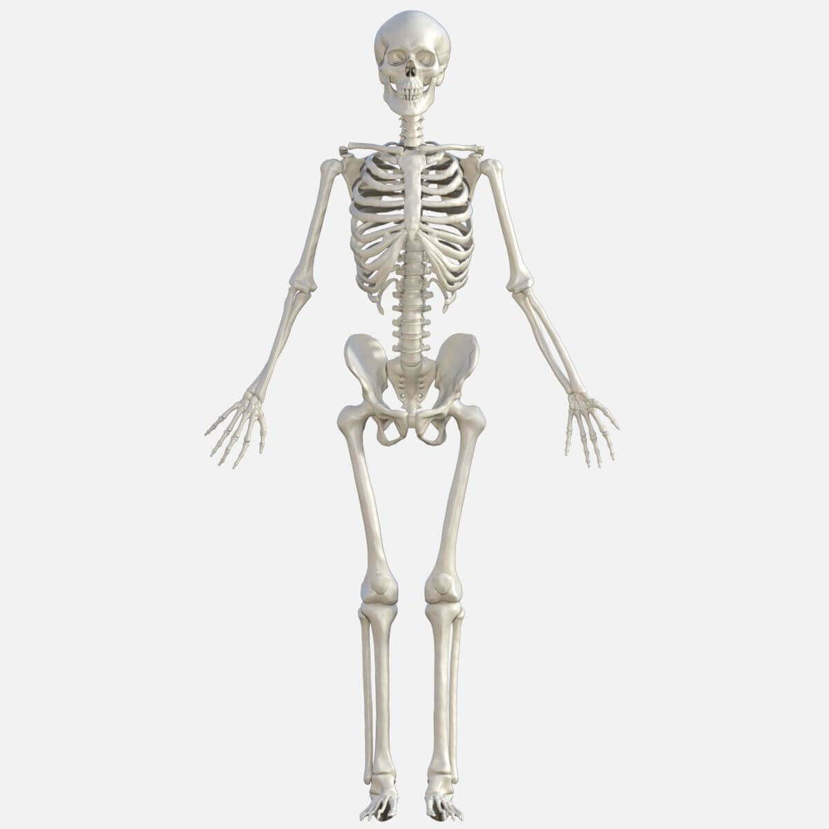 Human Skeleton 3D Model By Rootin