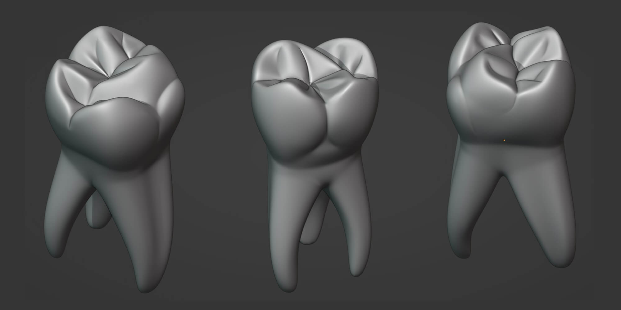 Human Tooth - First Upper Molar 3D Model by rossty3d