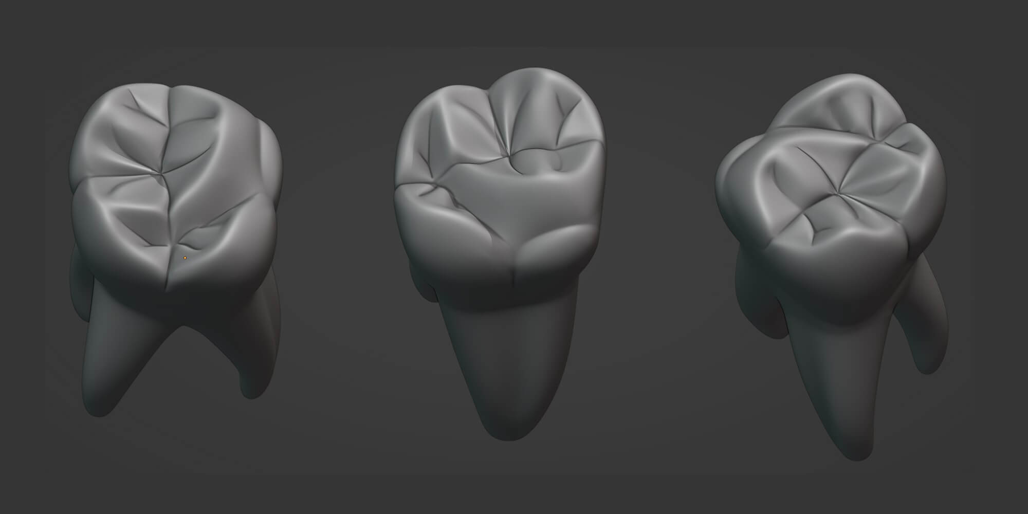 Human Tooth - First Upper Molar 3D Model by rossty3d