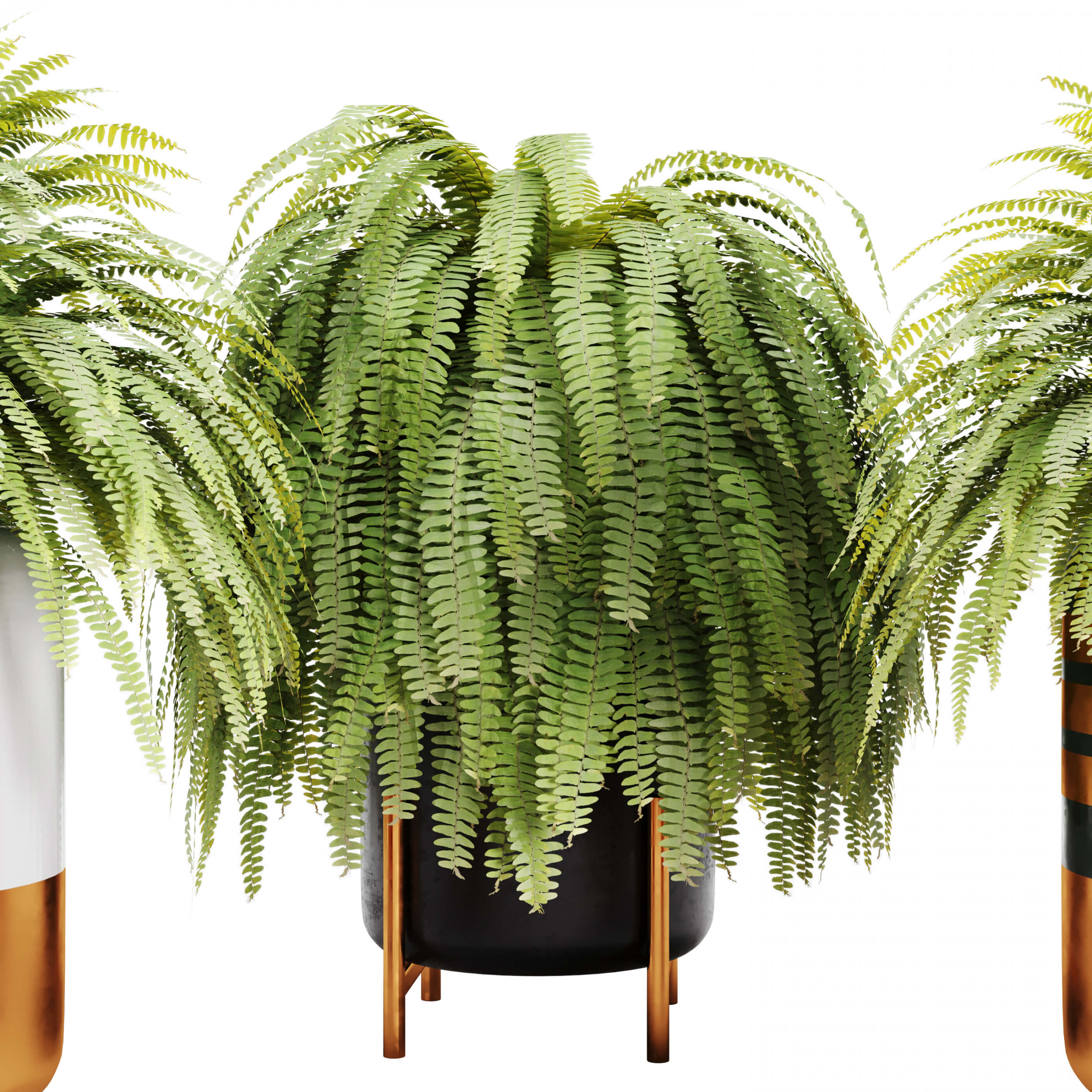 Fern Plant POT-02 3D Model by RT2022