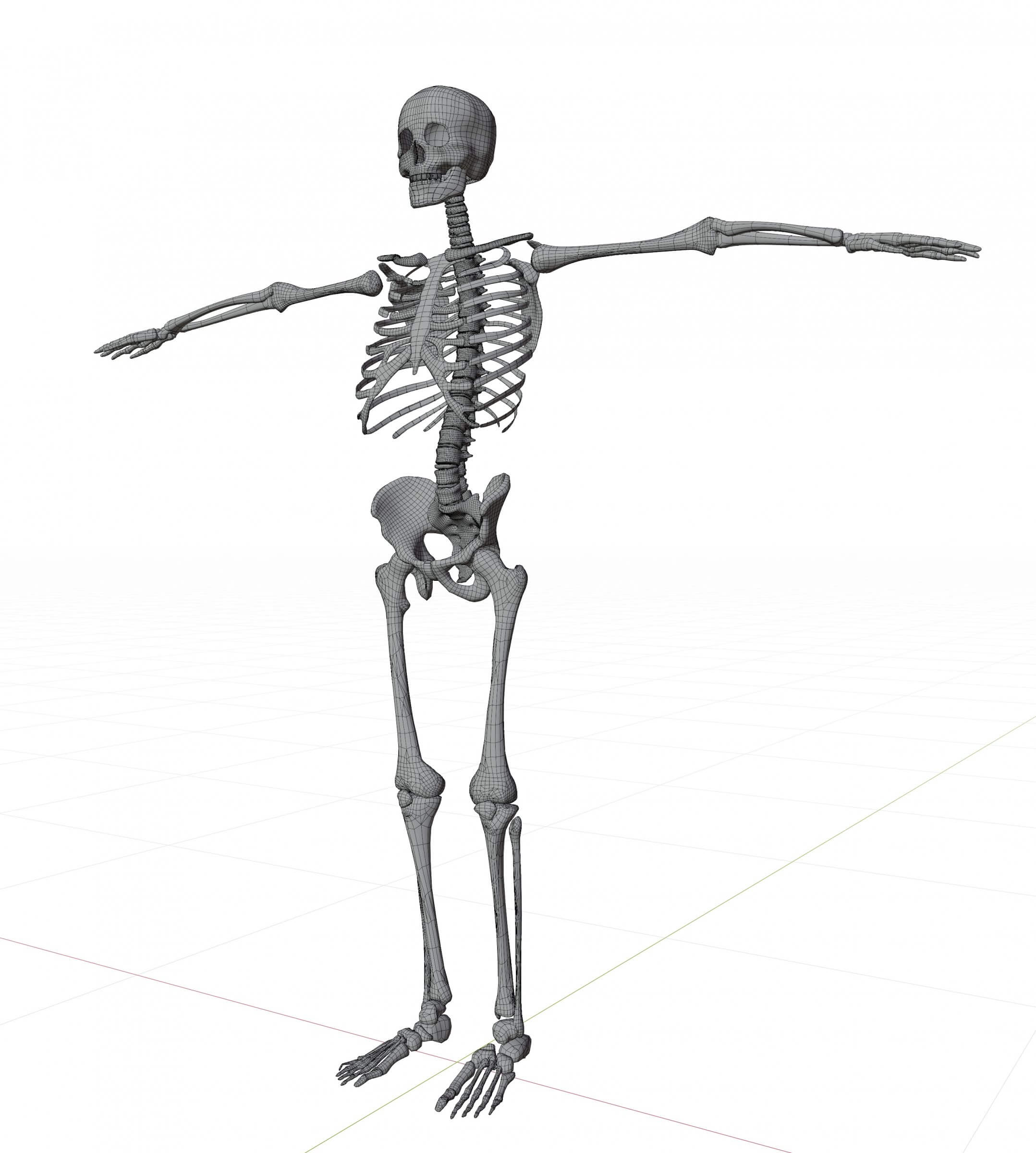 Human Skeleton - 3D Model by RYANMAICOL