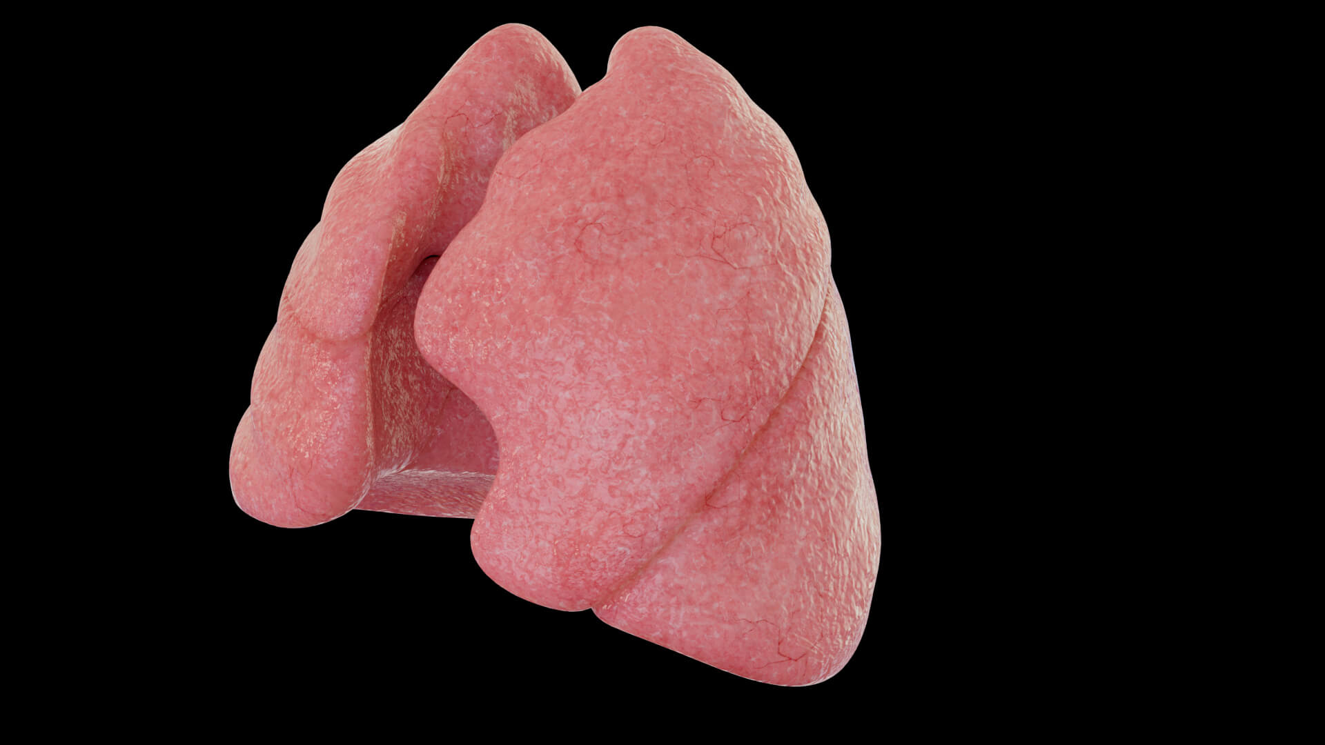 Healthy Lungs - 3D Model by ryro_animation