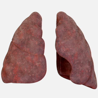 Smoker Human Lungs - 3D Model by ryro_animation