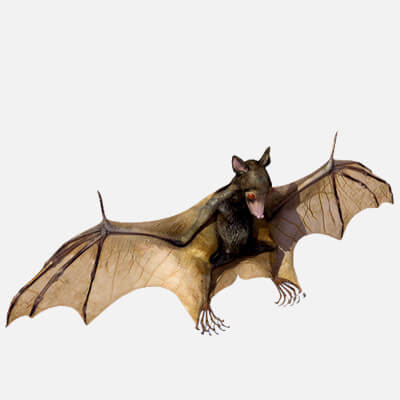 Bat (Night) 1 - 3D Model by sali111