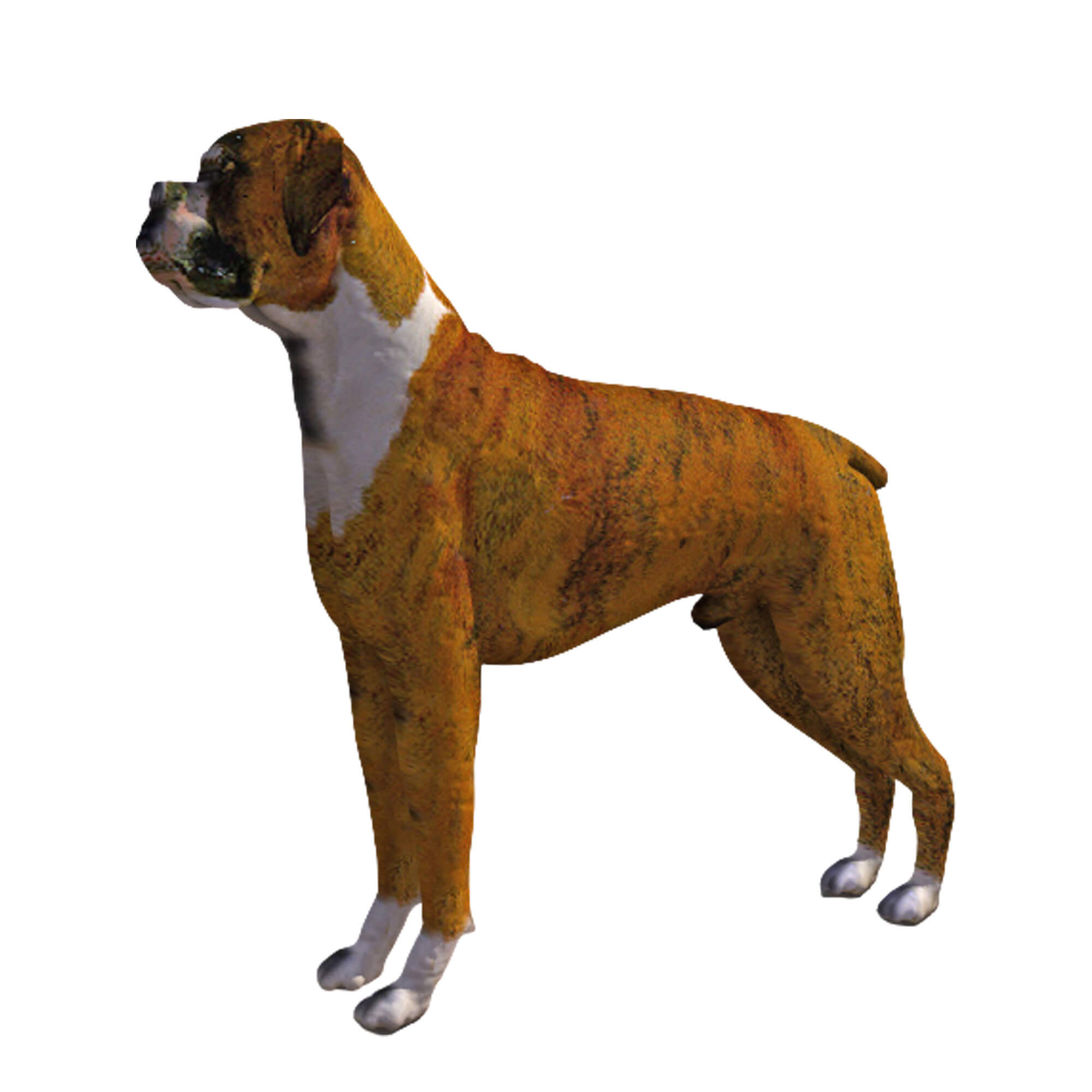 Boxer Dog (Animal) - 3D Model by sali111
