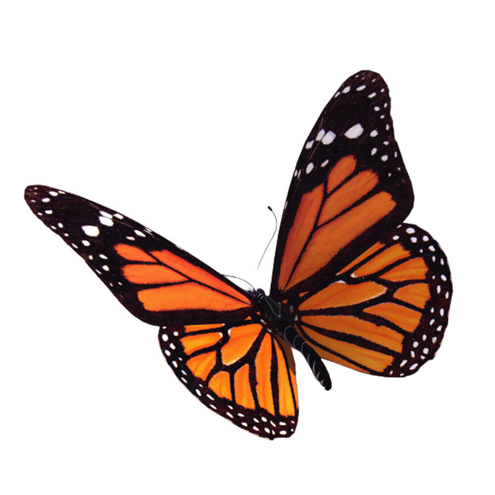 Butterfly Attractive - 3D Model by sali111